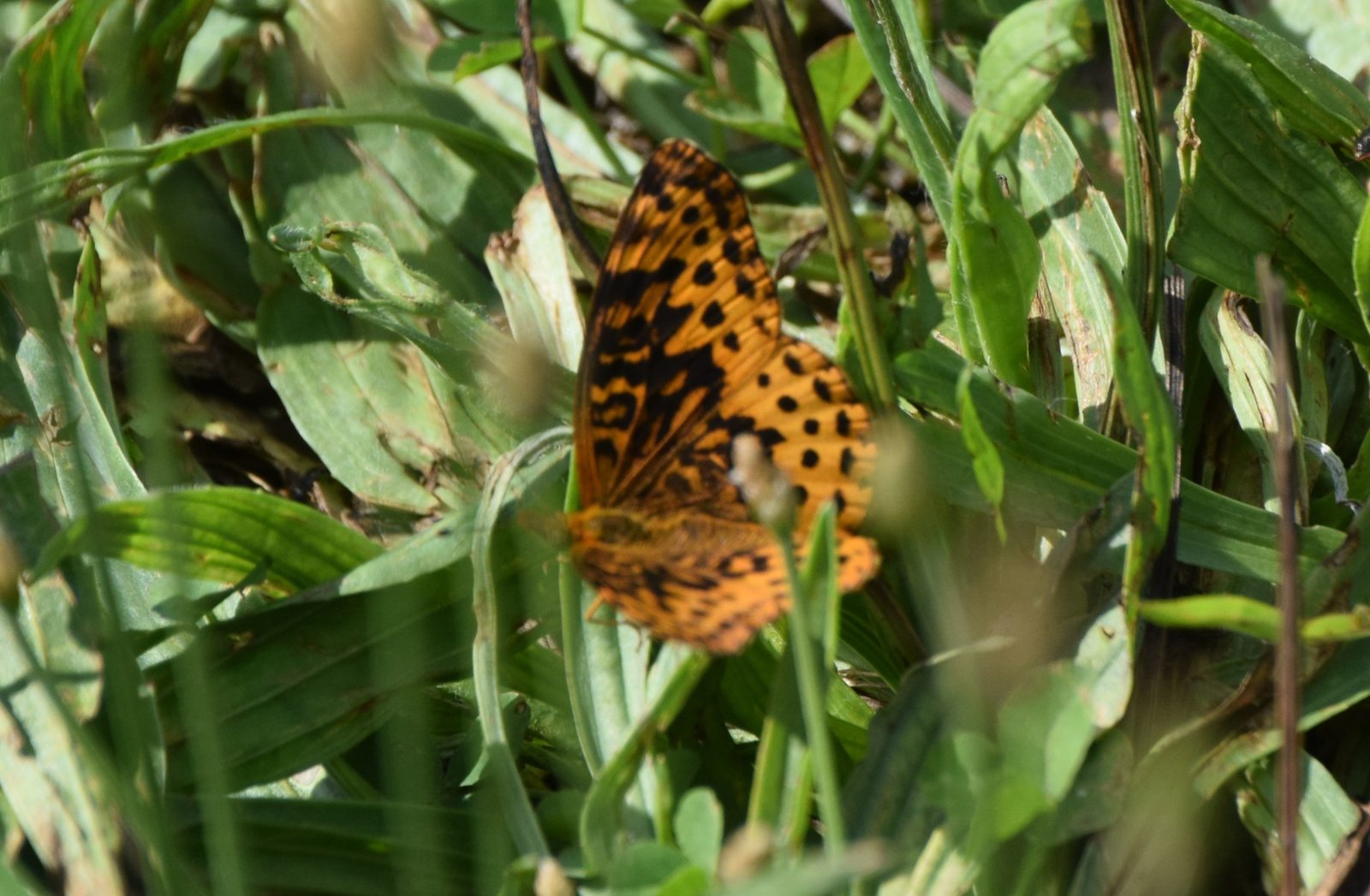 Sightings for July 2021 | NABA Butterfly Sightings