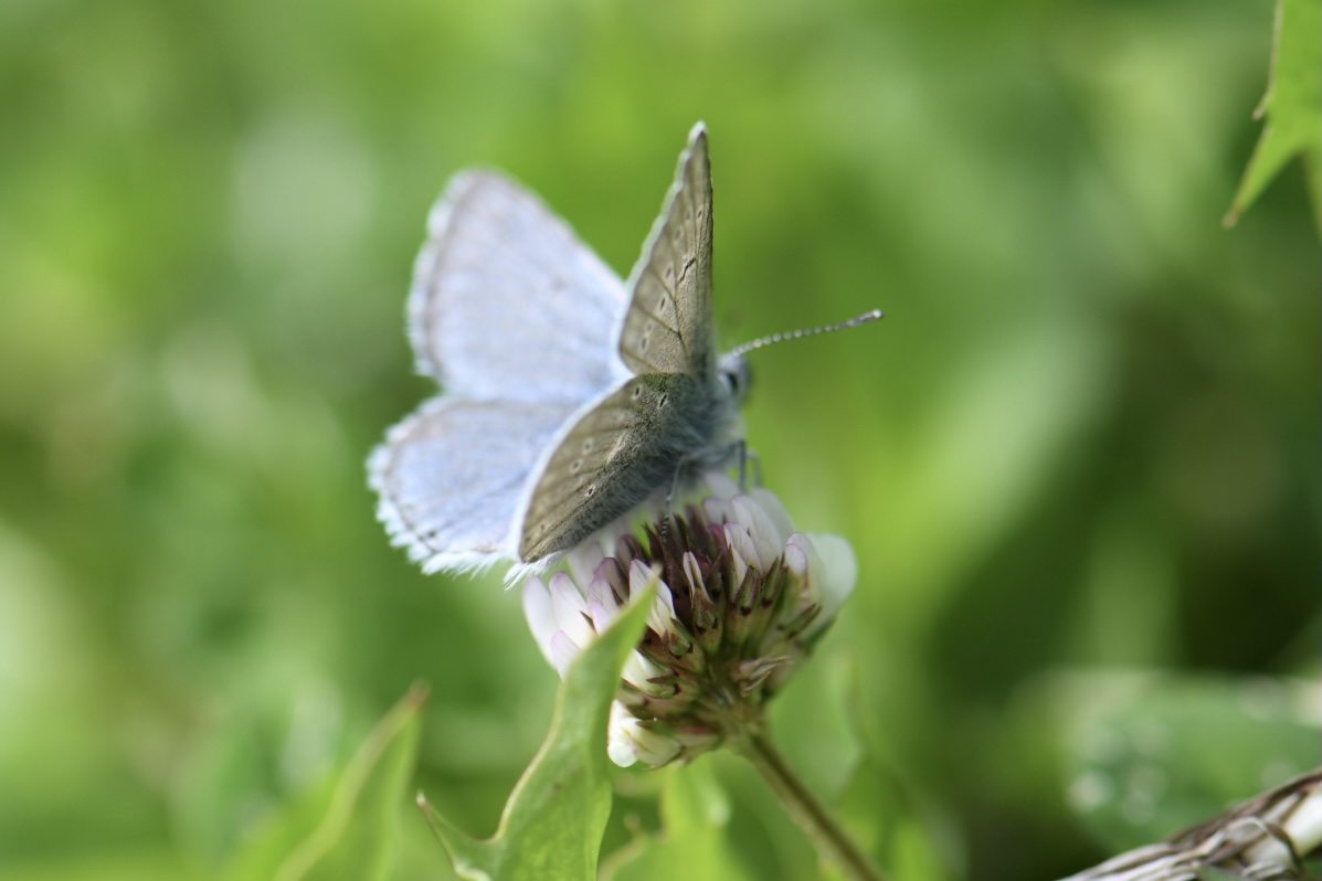 Sightings for July 2021 | NABA Butterfly Sightings