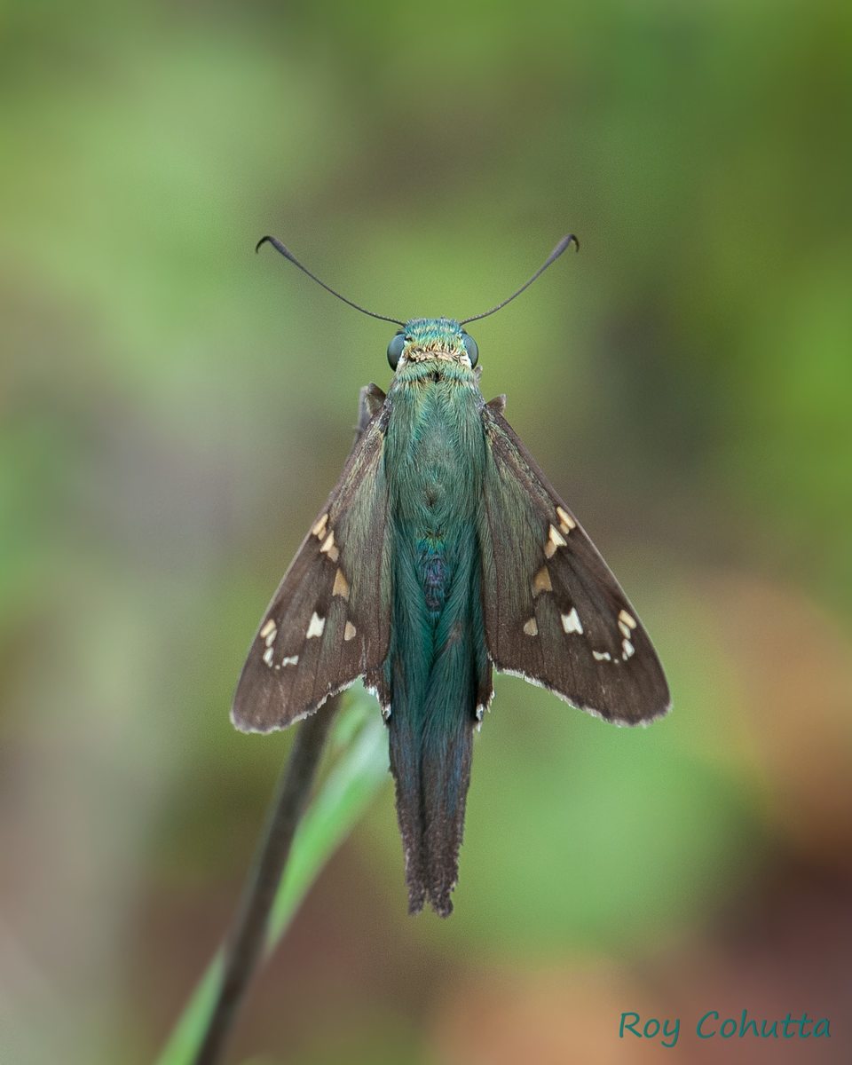 Sightings for July 2021 | NABA Butterfly Sightings