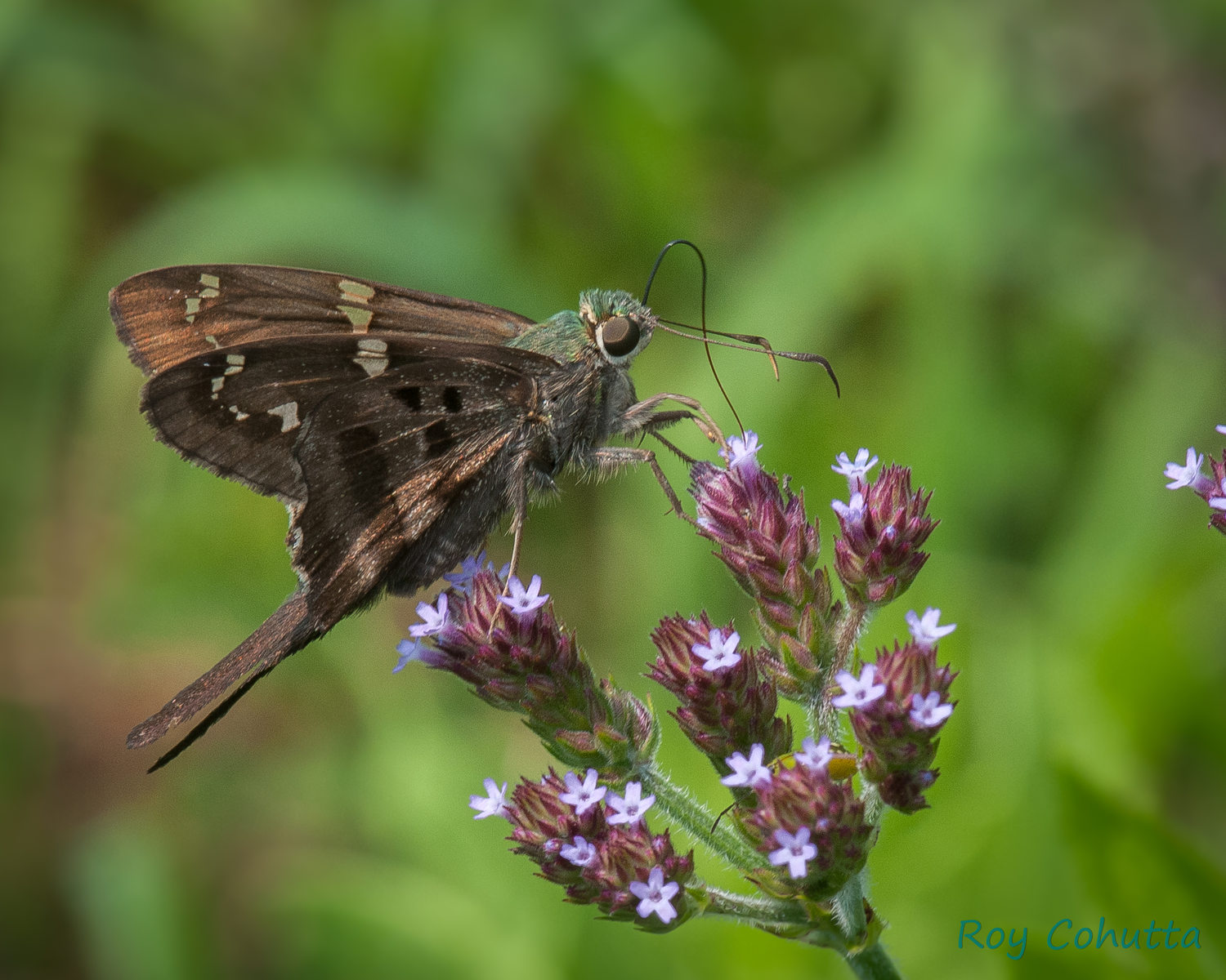Sightings for July 2021 | NABA Butterfly Sightings