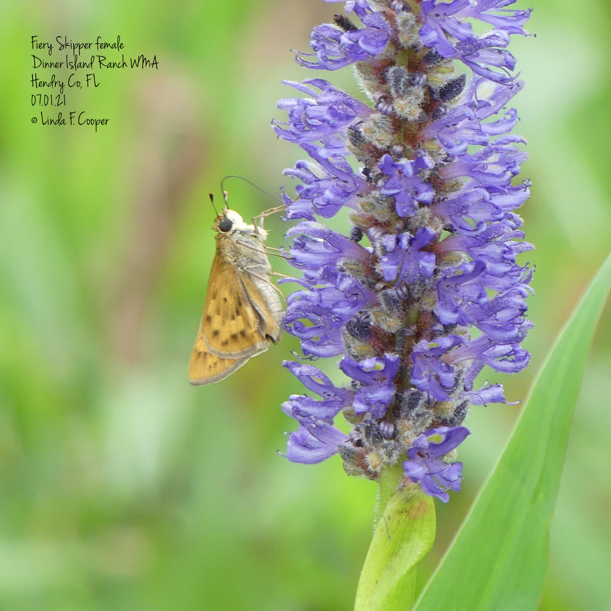 Sightings for July 2021 | NABA Butterfly Sightings