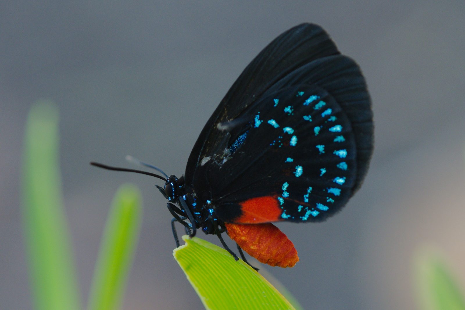 Sightings for July 2021 | NABA Butterfly Sightings