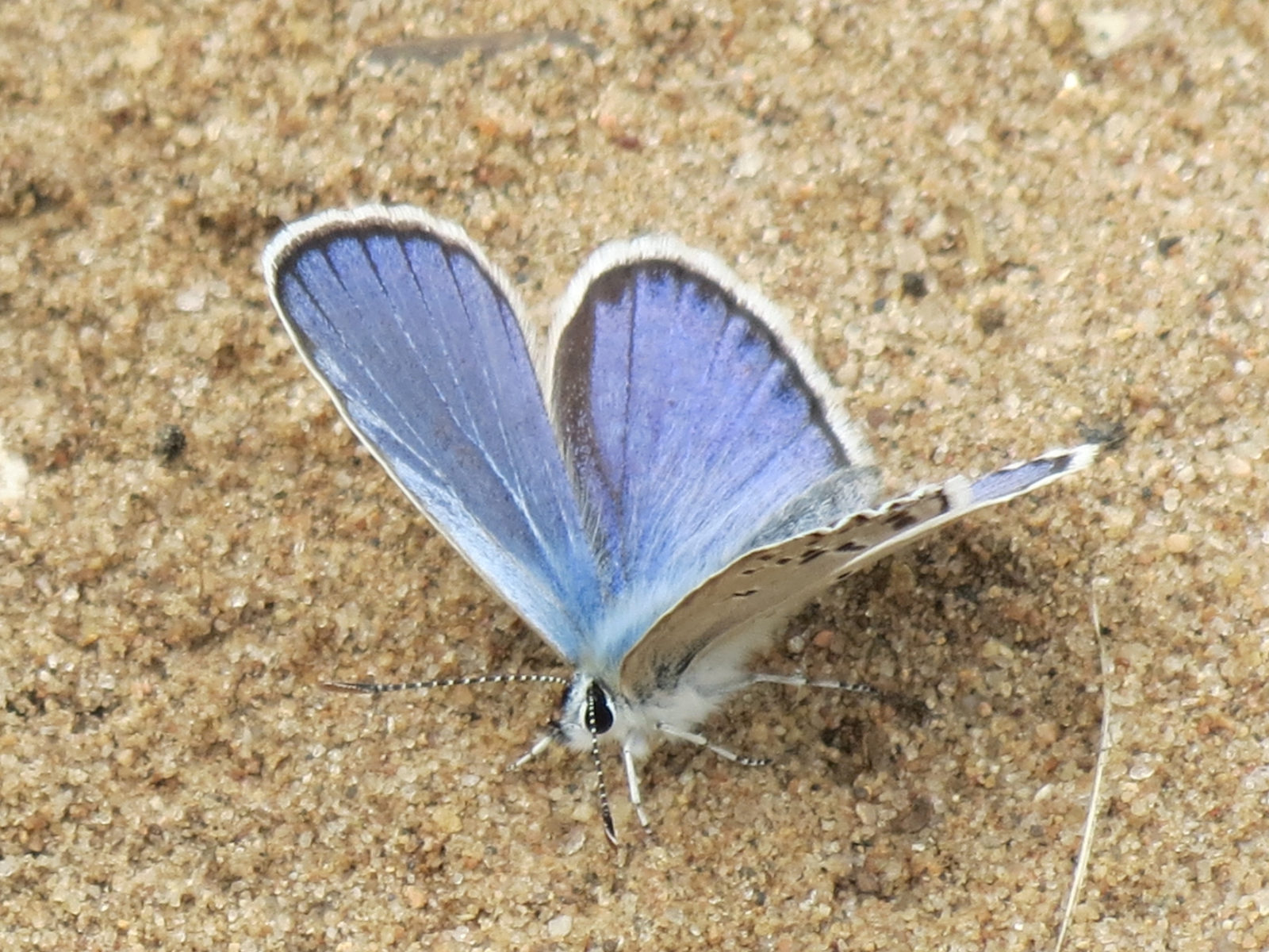 Sightings for July 2021 | NABA Butterfly Sightings