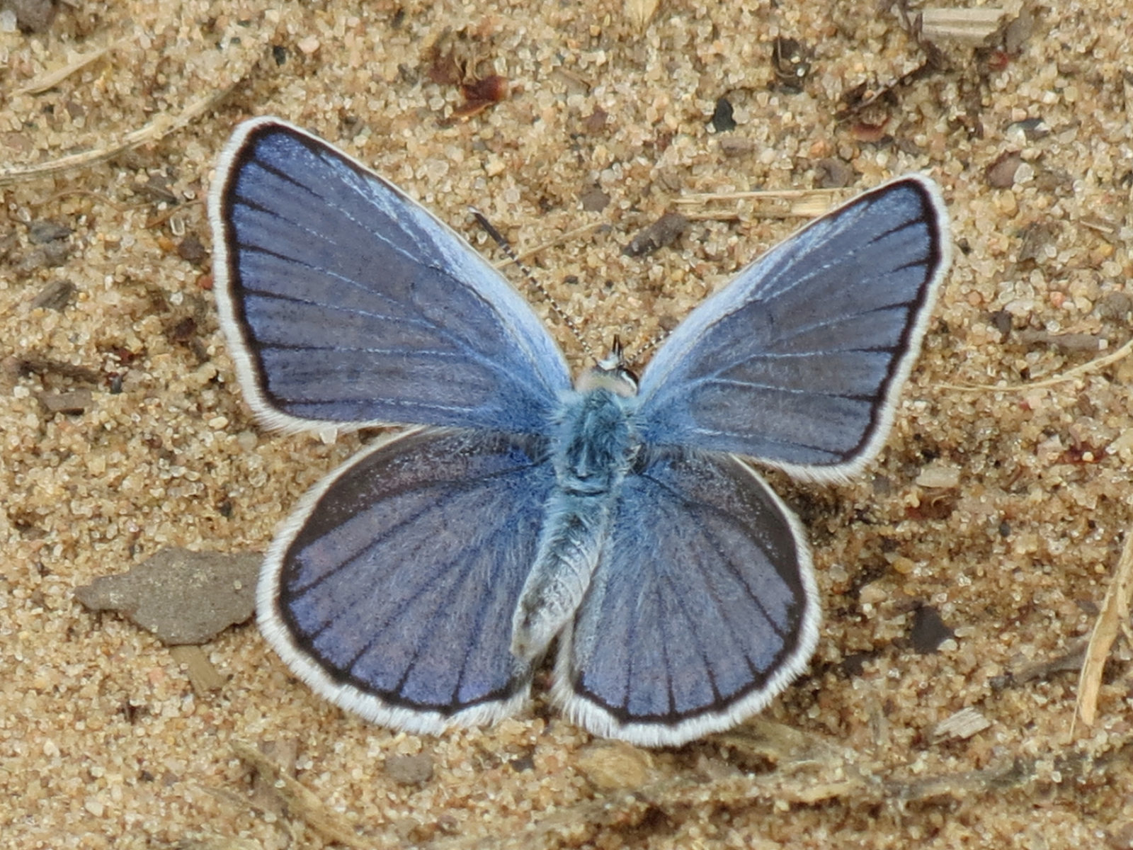 Sightings for July 2021 | NABA Butterfly Sightings