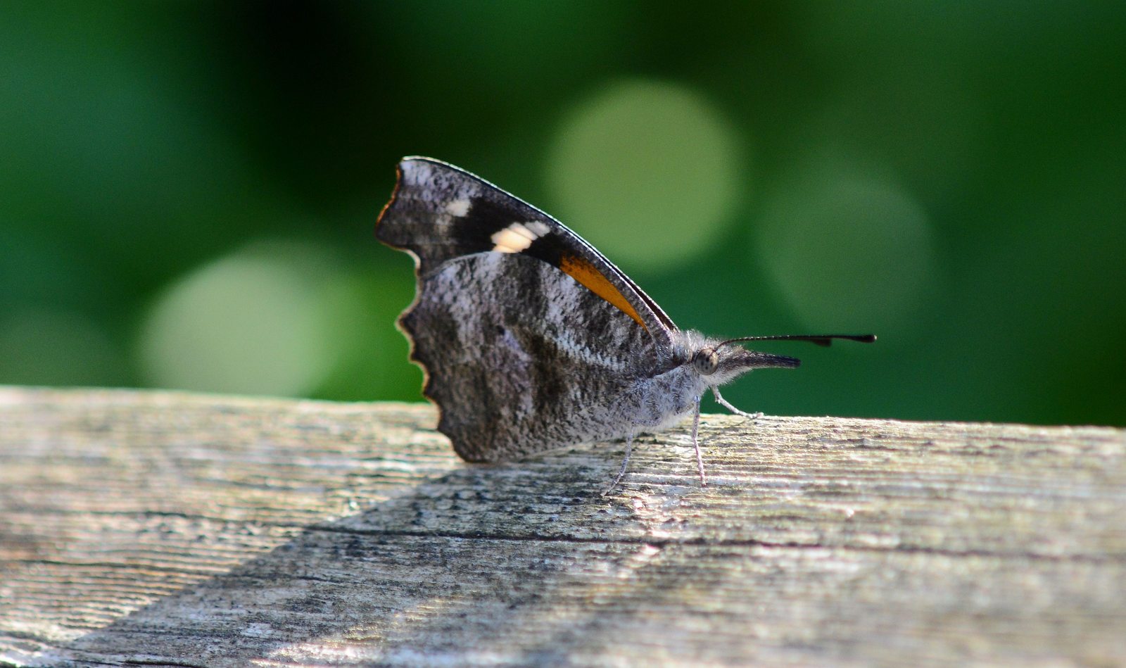 Sightings for July 2021 | NABA Butterfly Sightings