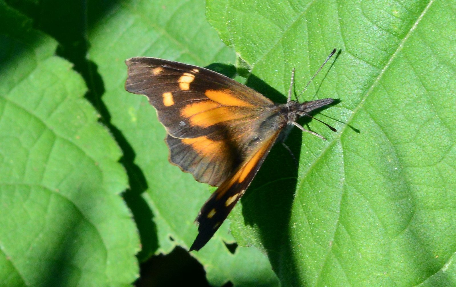 Sightings for July 2021 | NABA Butterfly Sightings