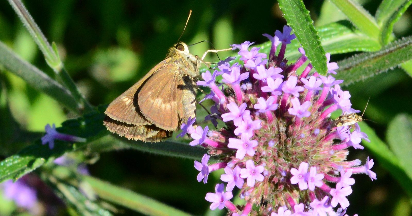 Sightings for July 2021 | NABA Butterfly Sightings