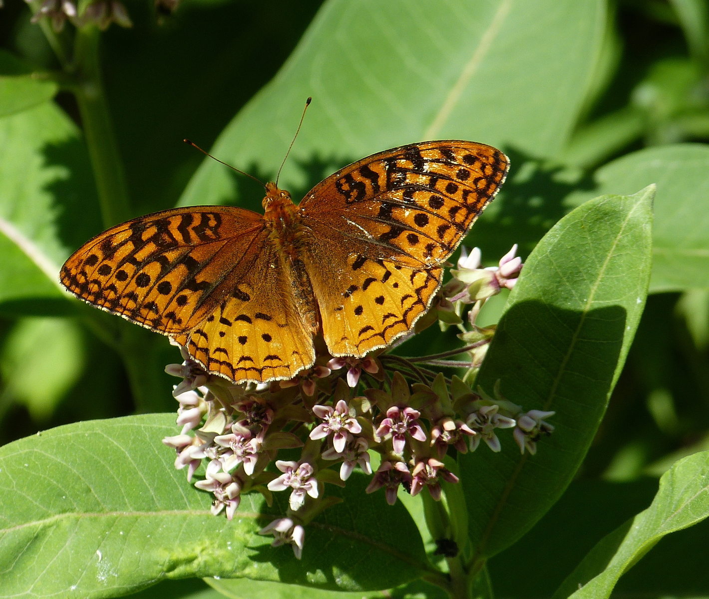 Sightings for July 2021 | NABA Butterfly Sightings