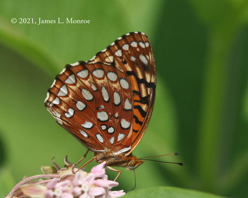 Recent sightings | NABA Butterfly Sightings