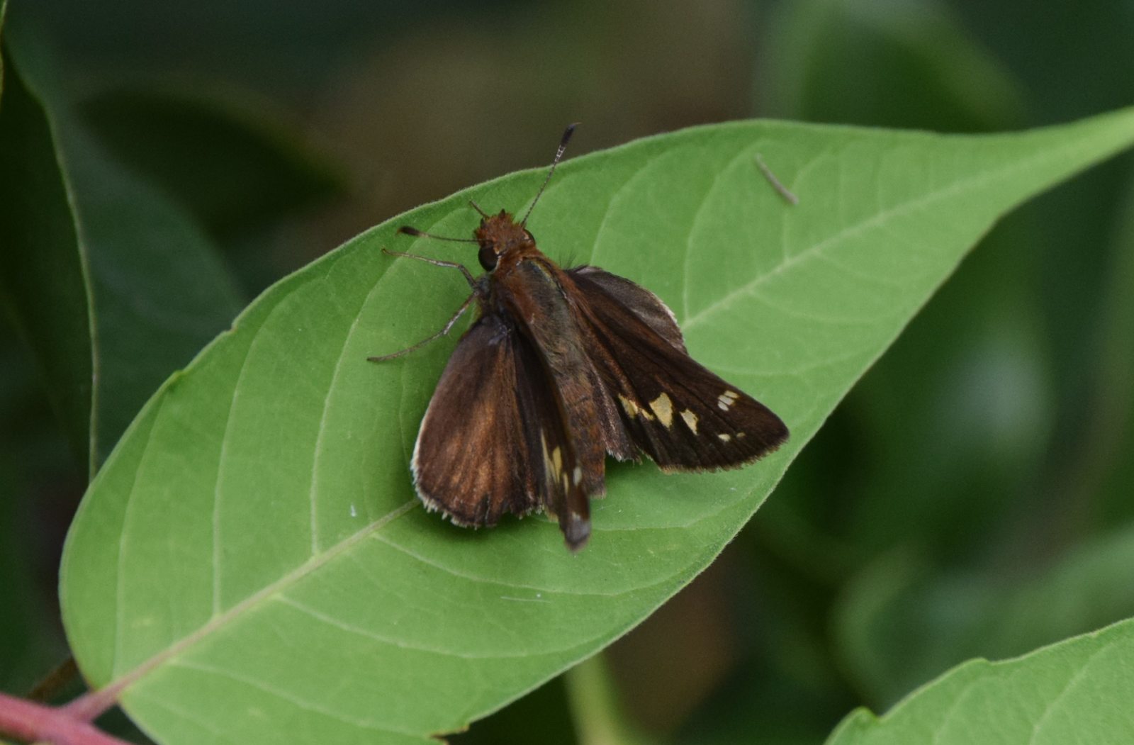 Recent sightings | NABA Butterfly Sightings