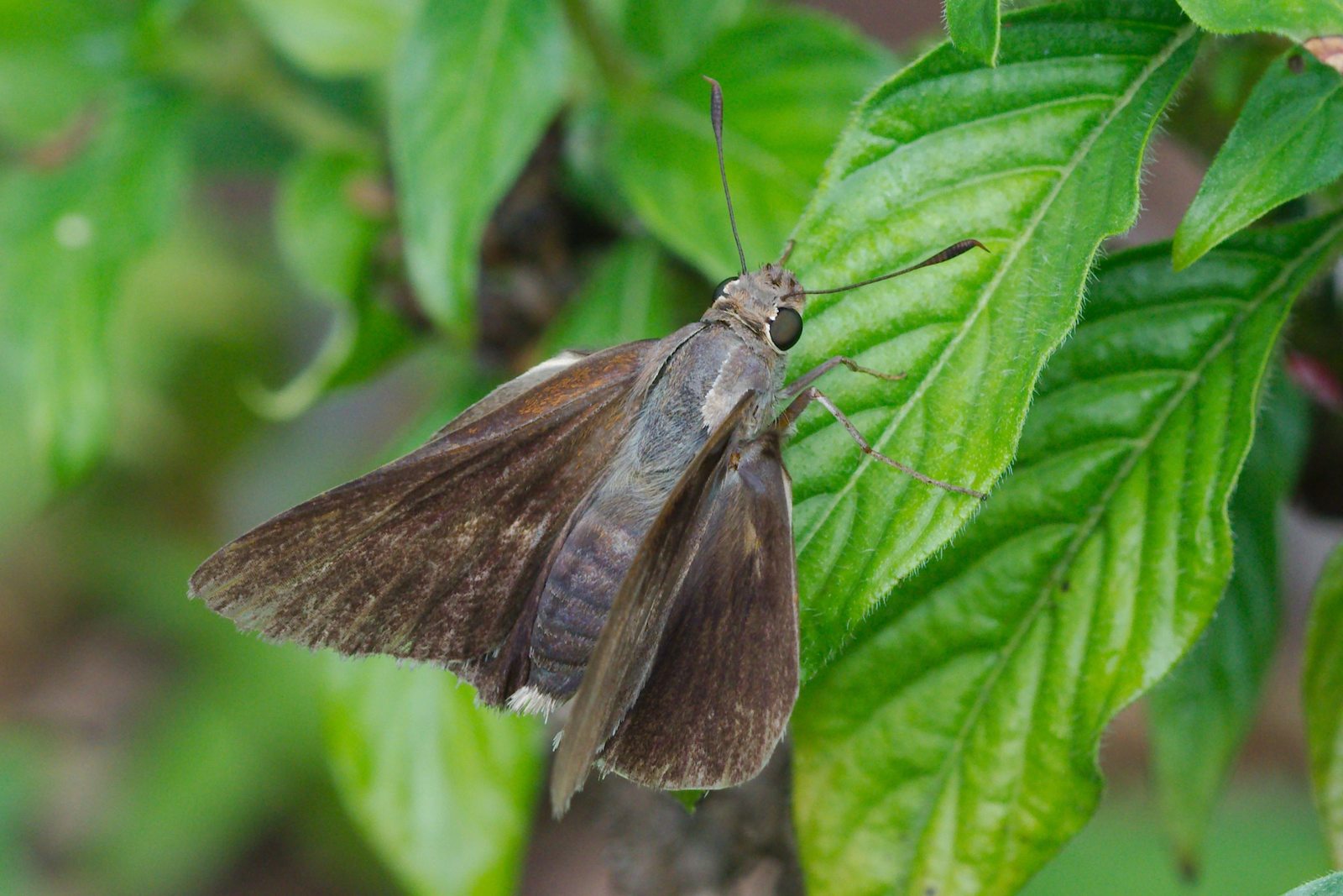 Recent sightings | NABA Butterfly Sightings