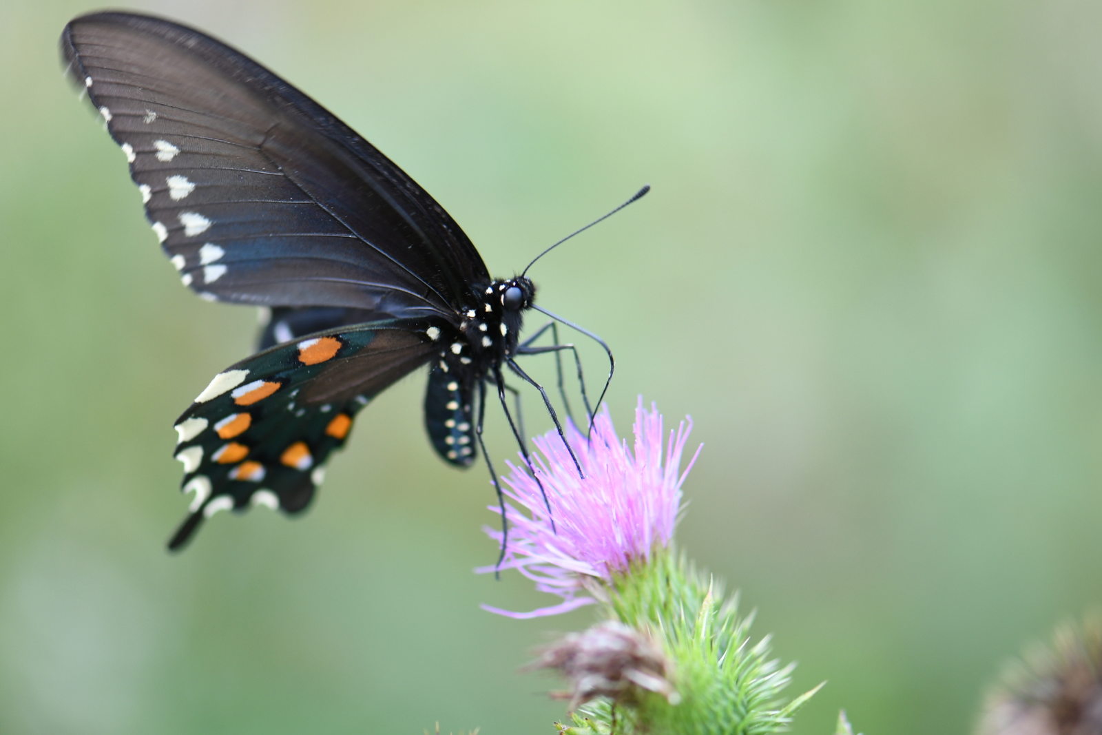 Recent sightings | NABA Butterfly Sightings