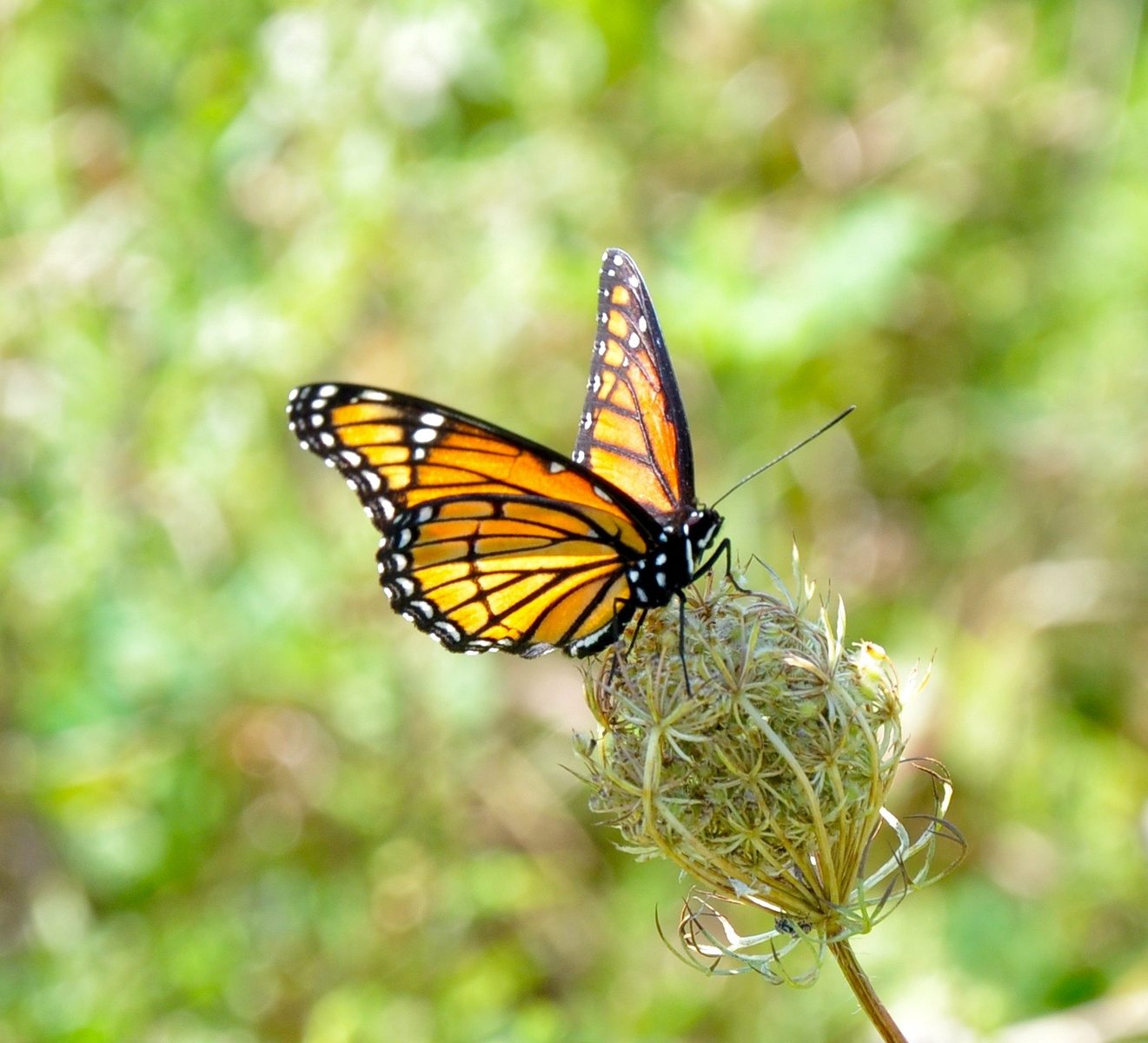 Recent sightings | NABA Butterfly Sightings