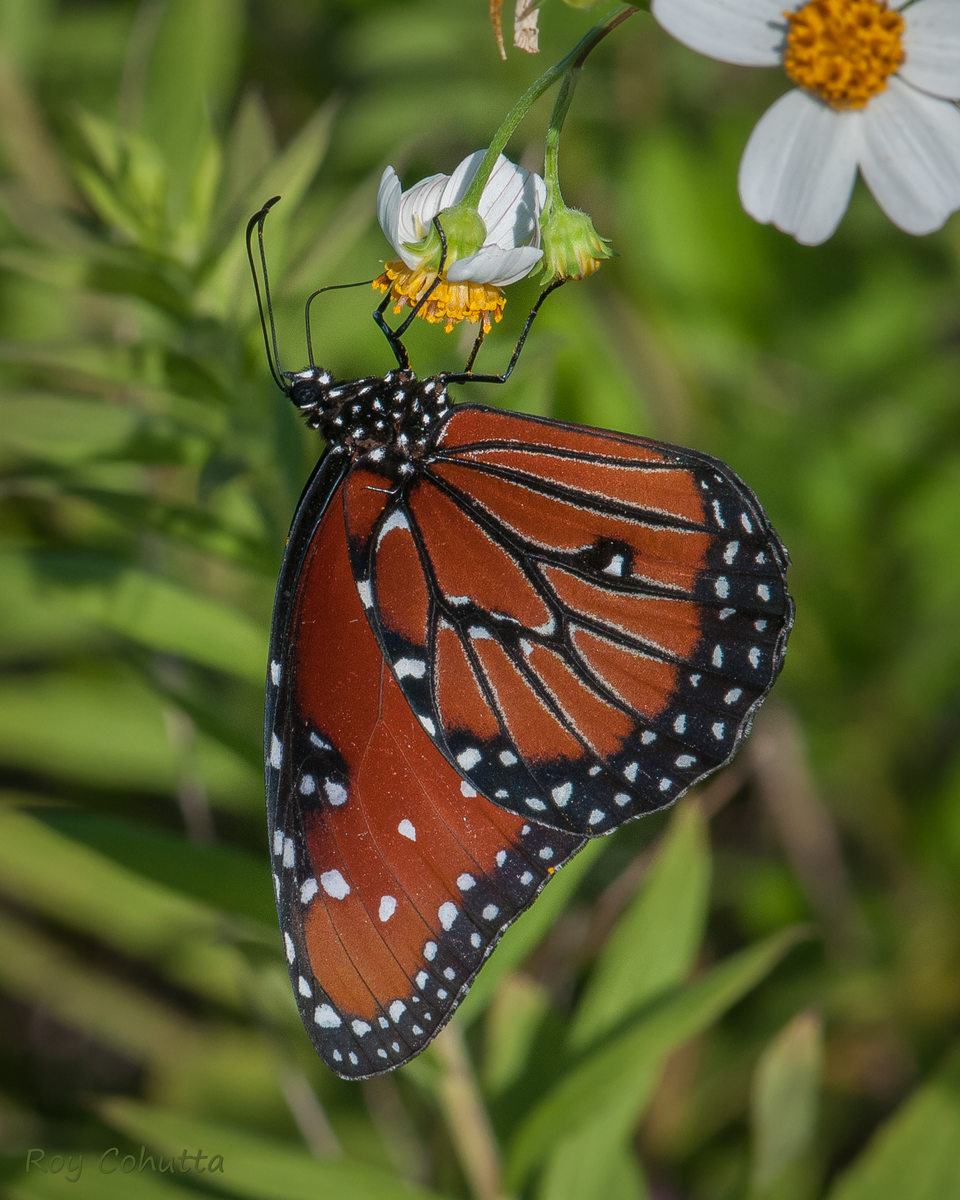 Recent sightings | NABA Butterfly Sightings