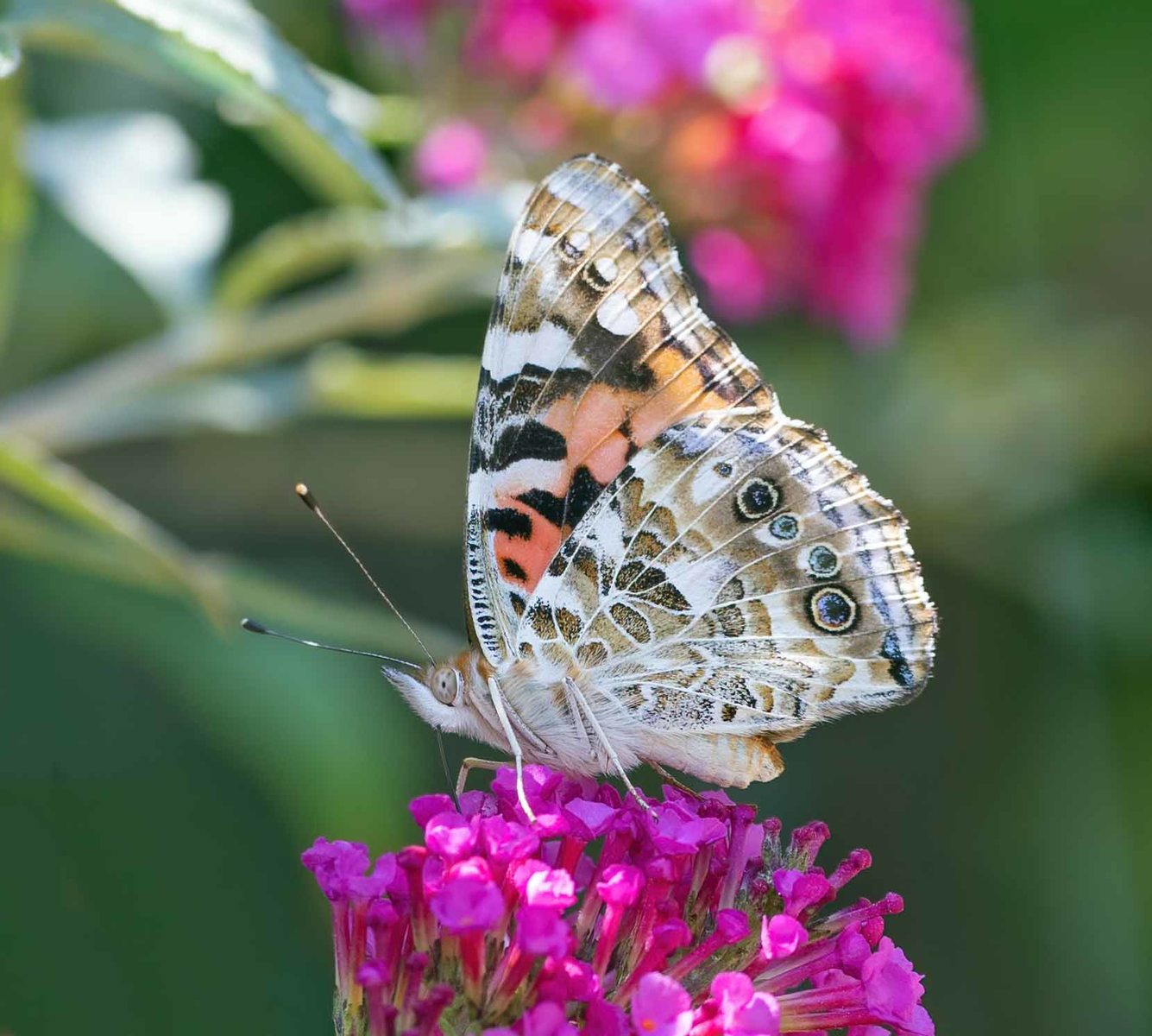 Recent sightings | NABA Butterfly Sightings