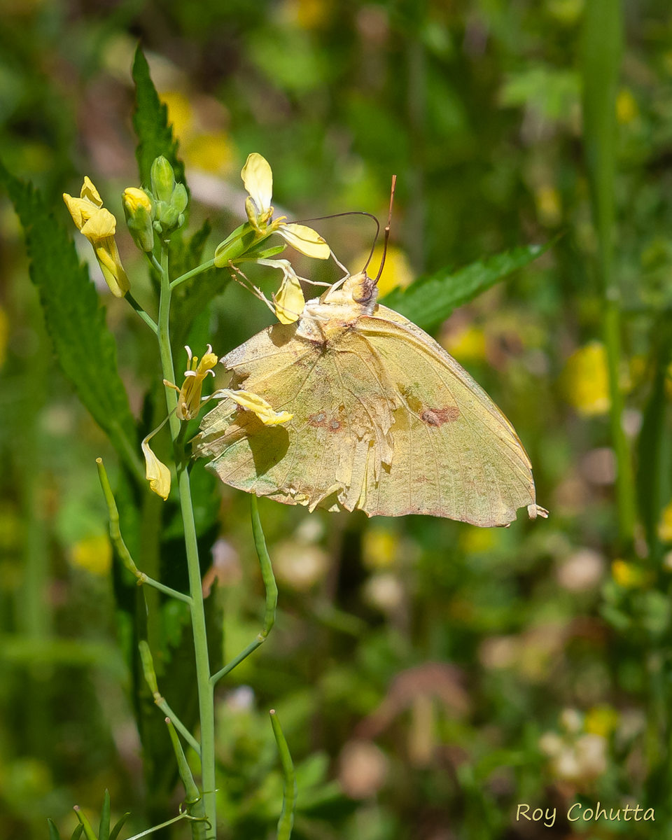Recent sightings | NABA Butterfly Sightings