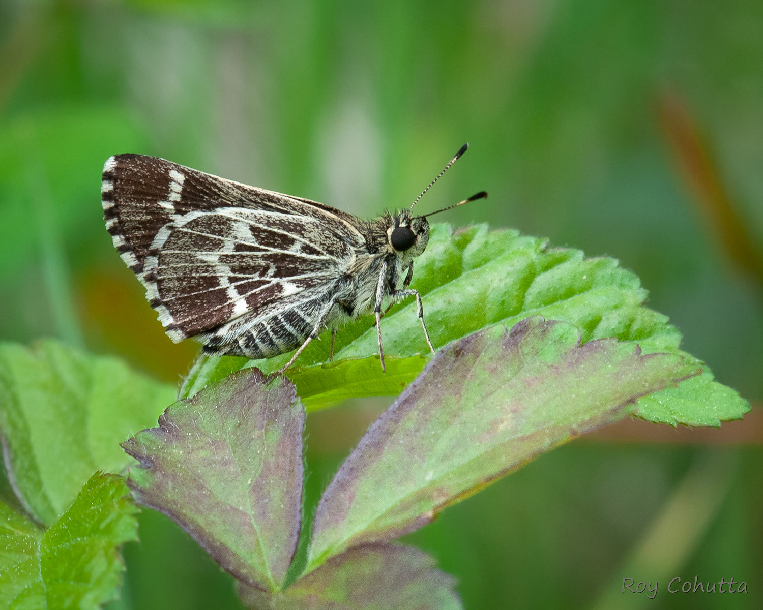 Recent sightings | NABA Butterfly Sightings