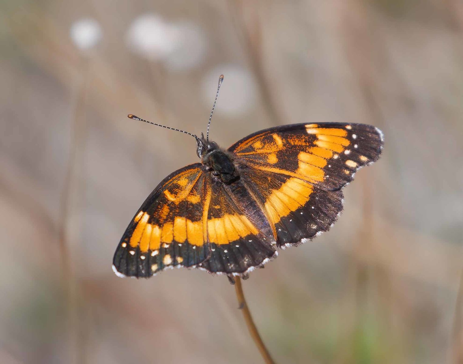 Recent sightings | NABA Butterfly Sightings