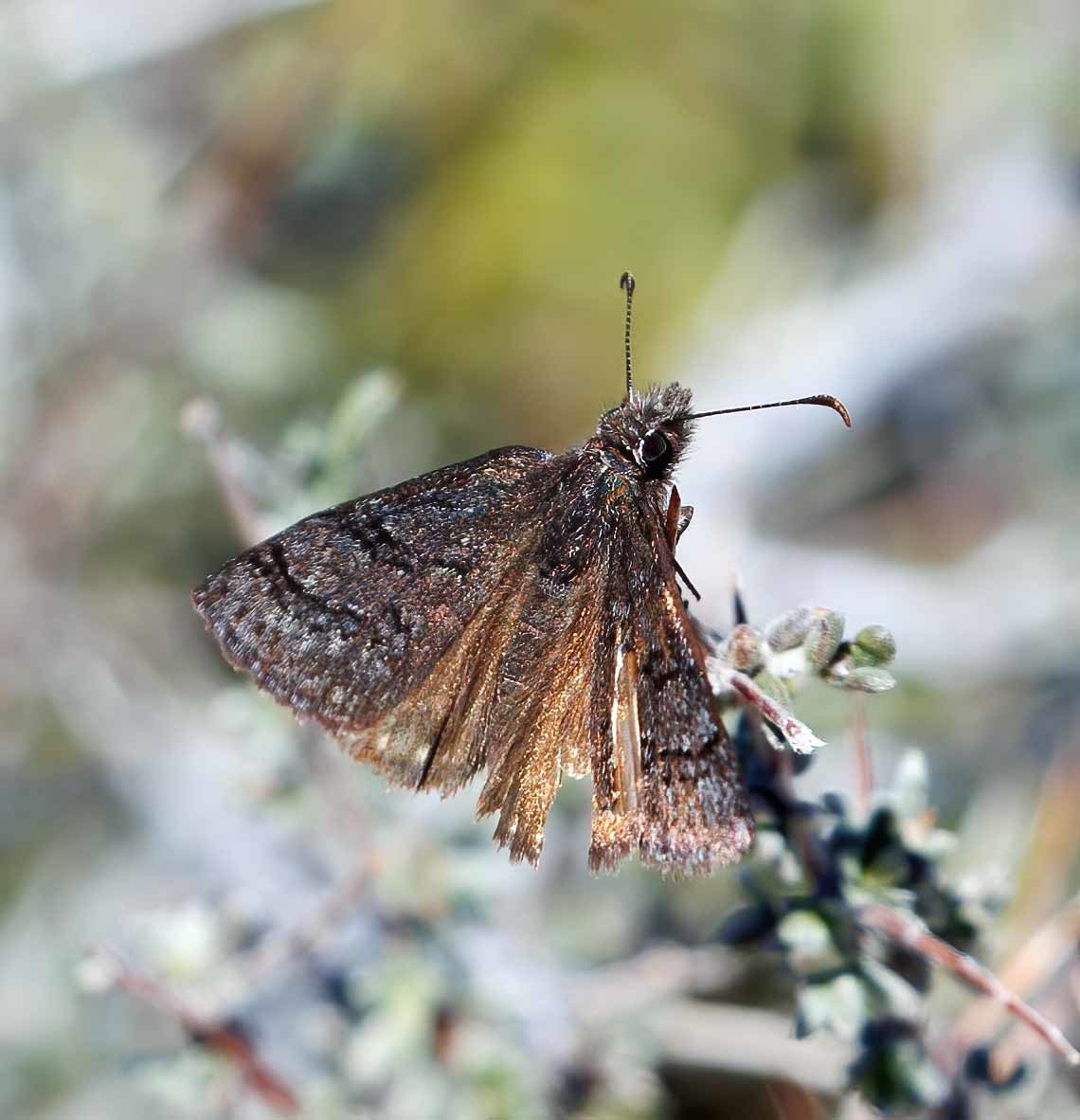 Recent sightings | NABA Butterfly Sightings