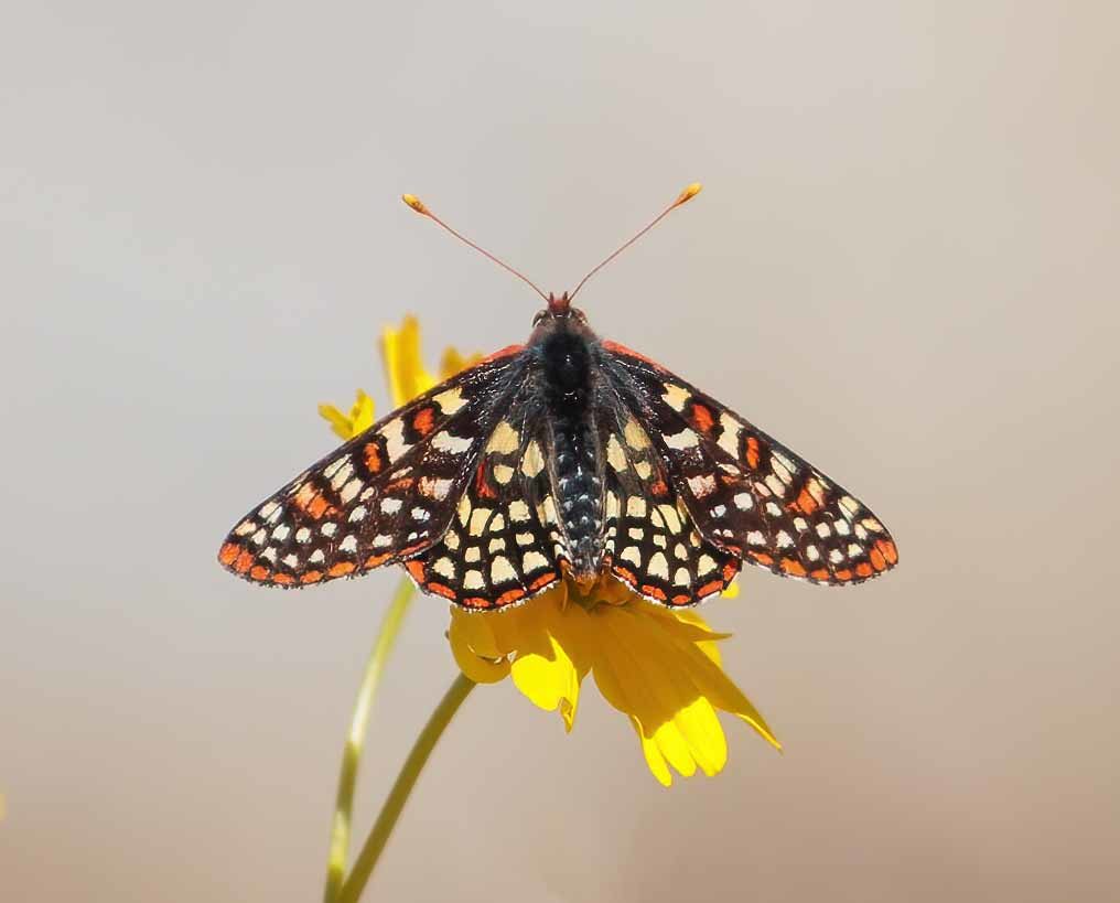 Recent sightings | NABA Butterfly Sightings