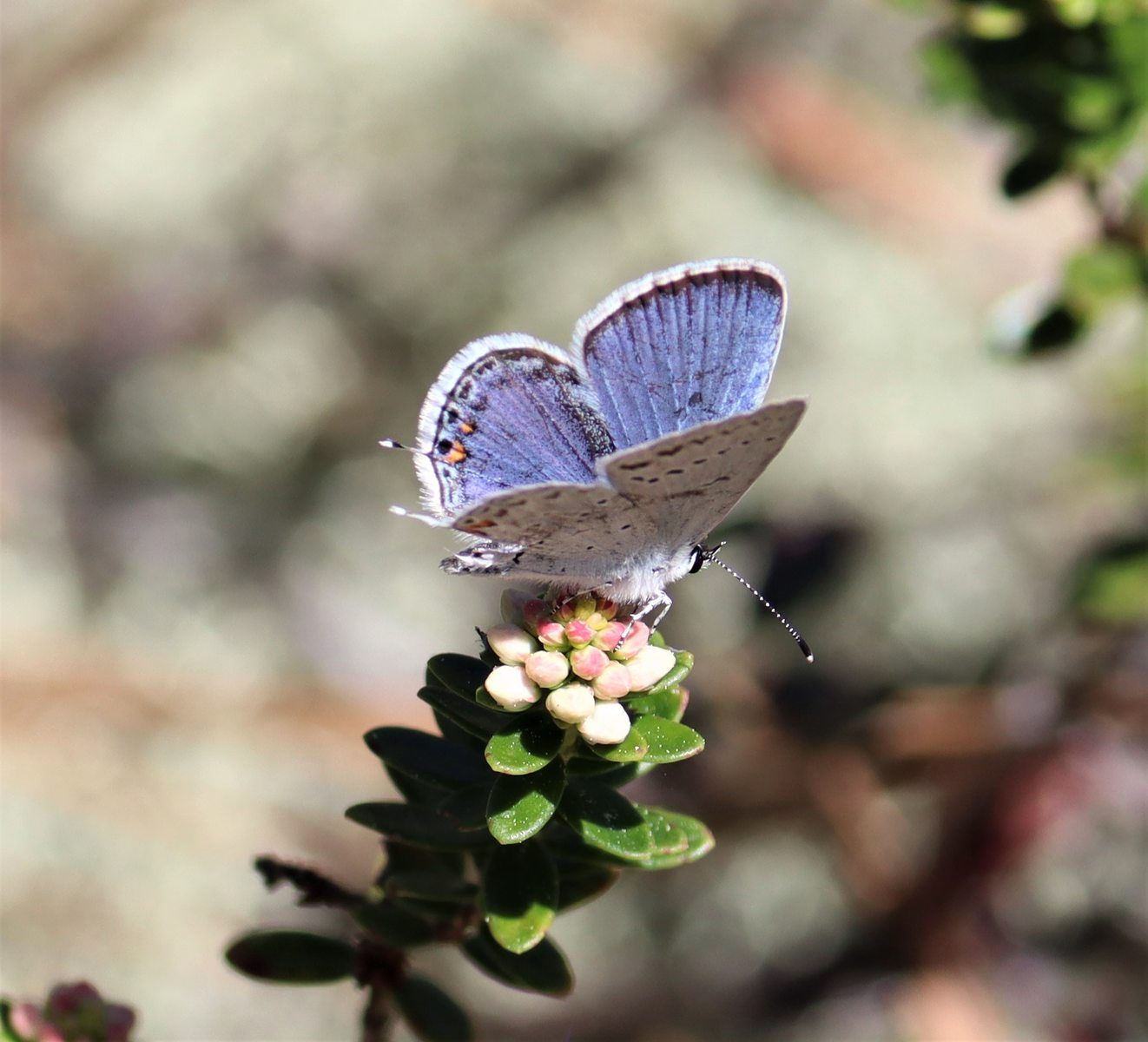 Recent sightings | NABA Butterfly Sightings