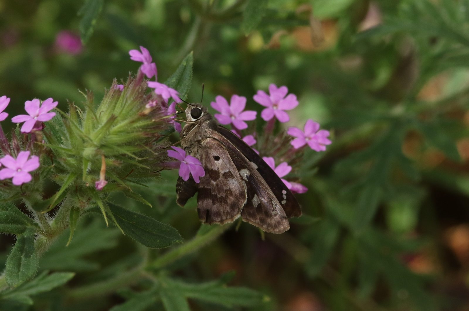 Recent sightings | NABA Butterfly Sightings