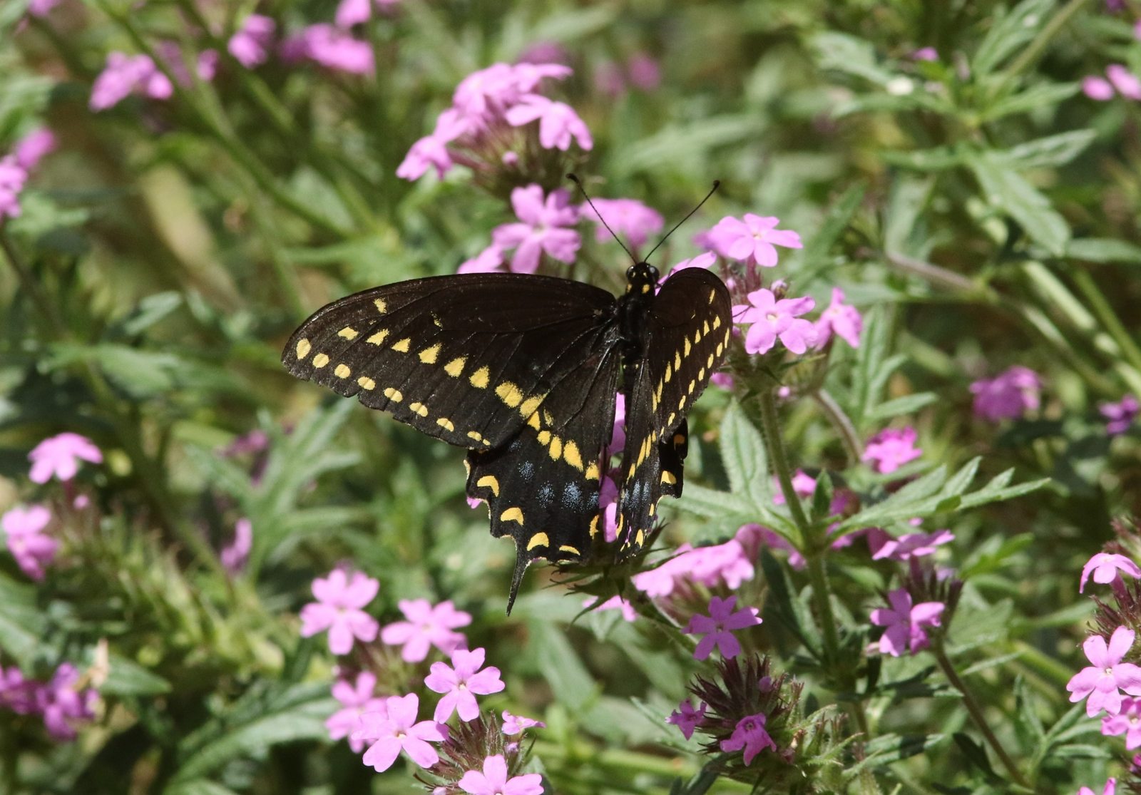 Recent sightings | NABA Butterfly Sightings