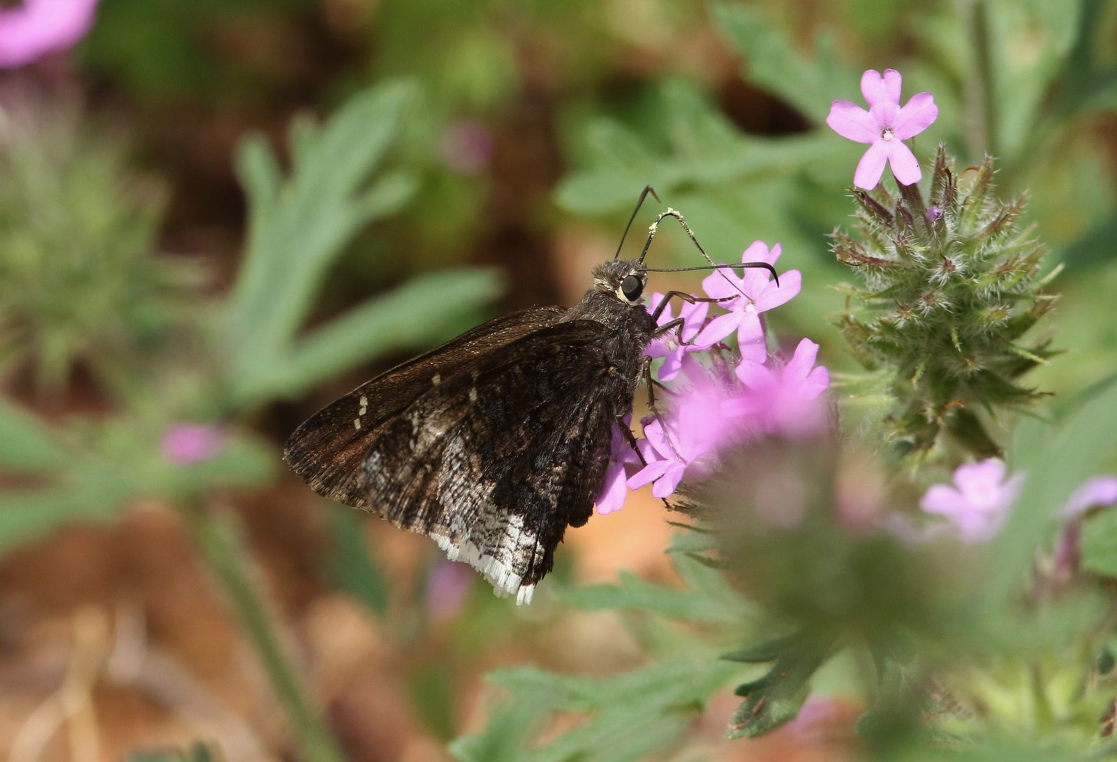 Recent sightings | NABA Butterfly Sightings