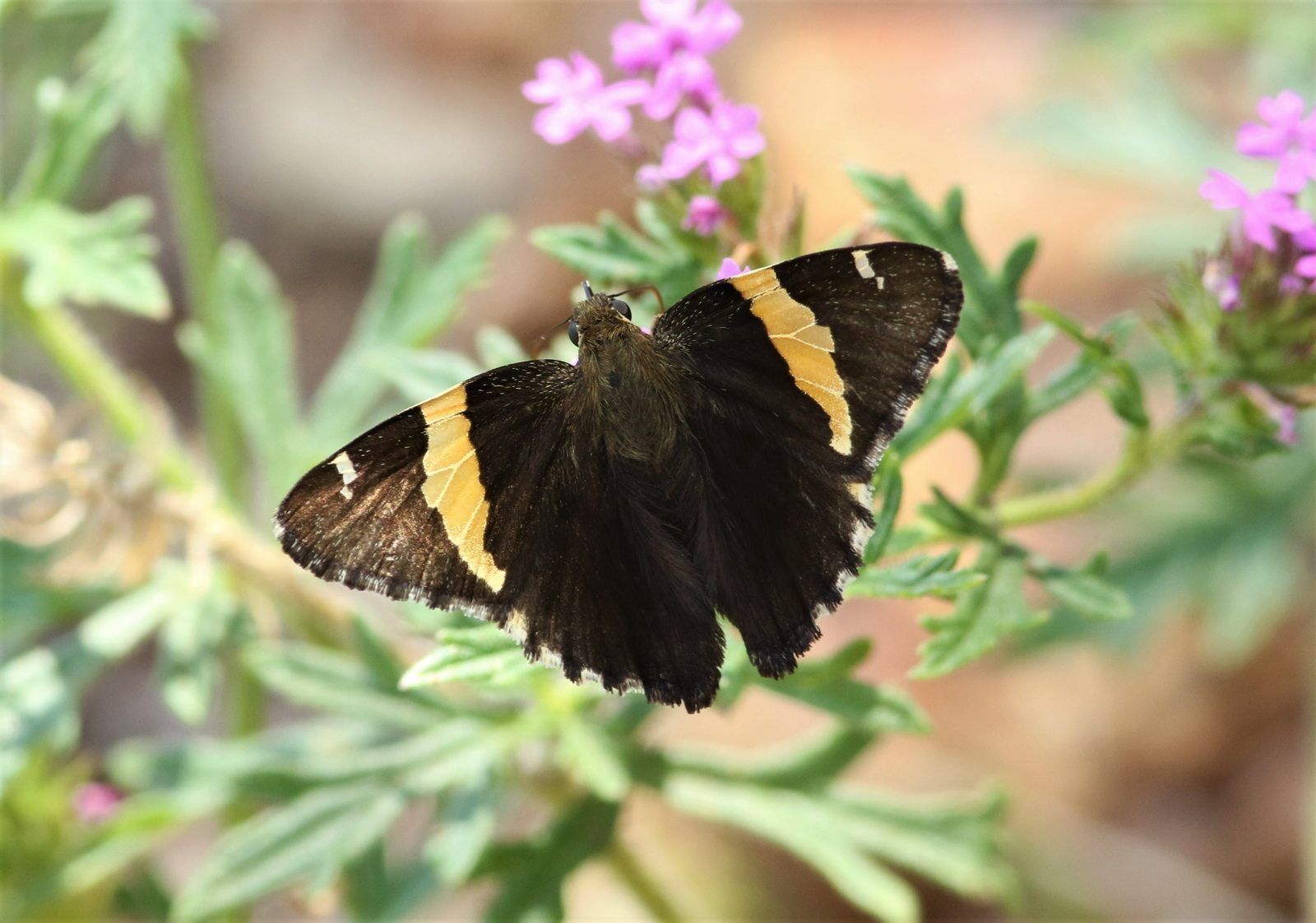 Recent sightings | NABA Butterfly Sightings