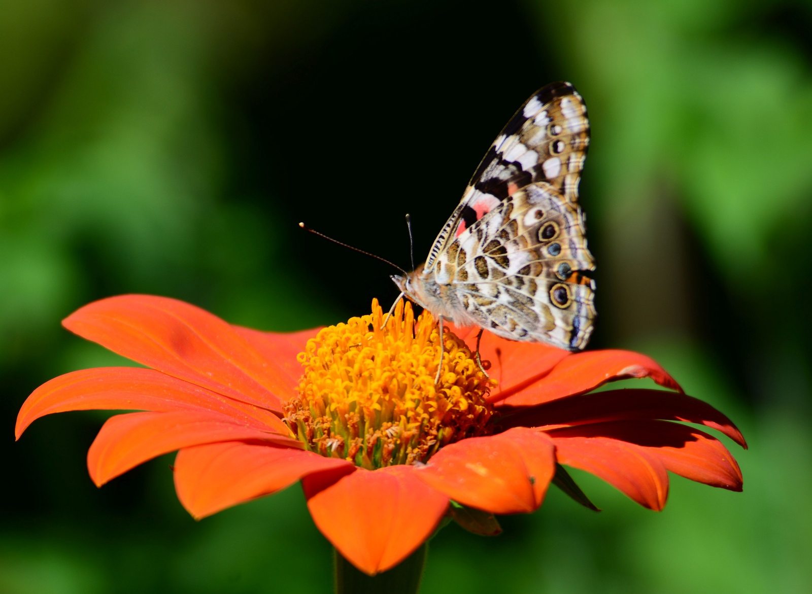 Recent sightings | NABA Butterfly Sightings