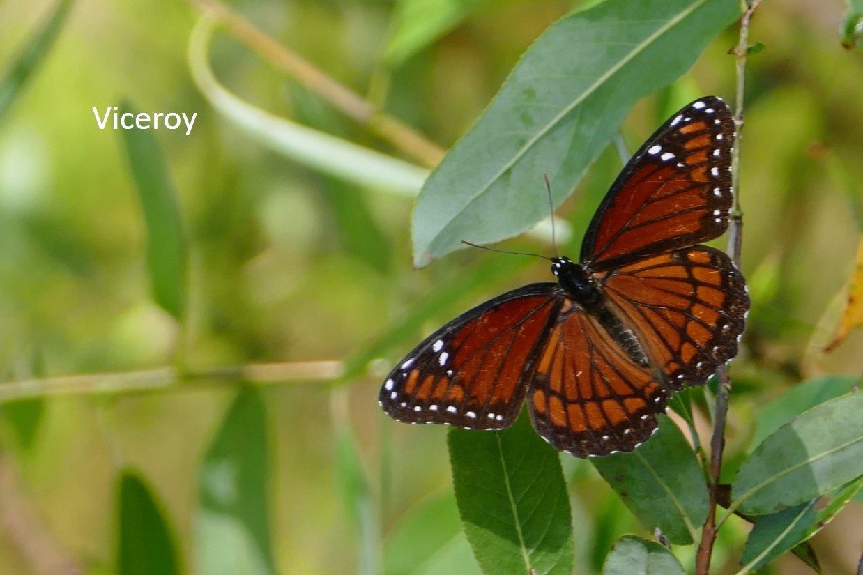 Recent sightings | NABA Butterfly Sightings