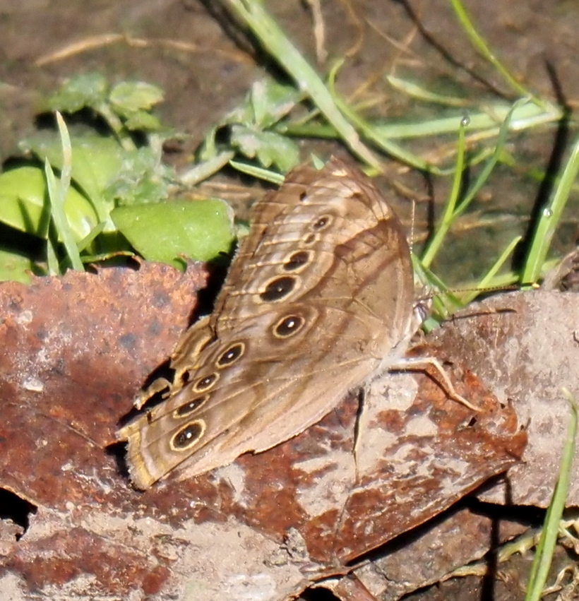 Recent sightings | NABA Butterfly Sightings