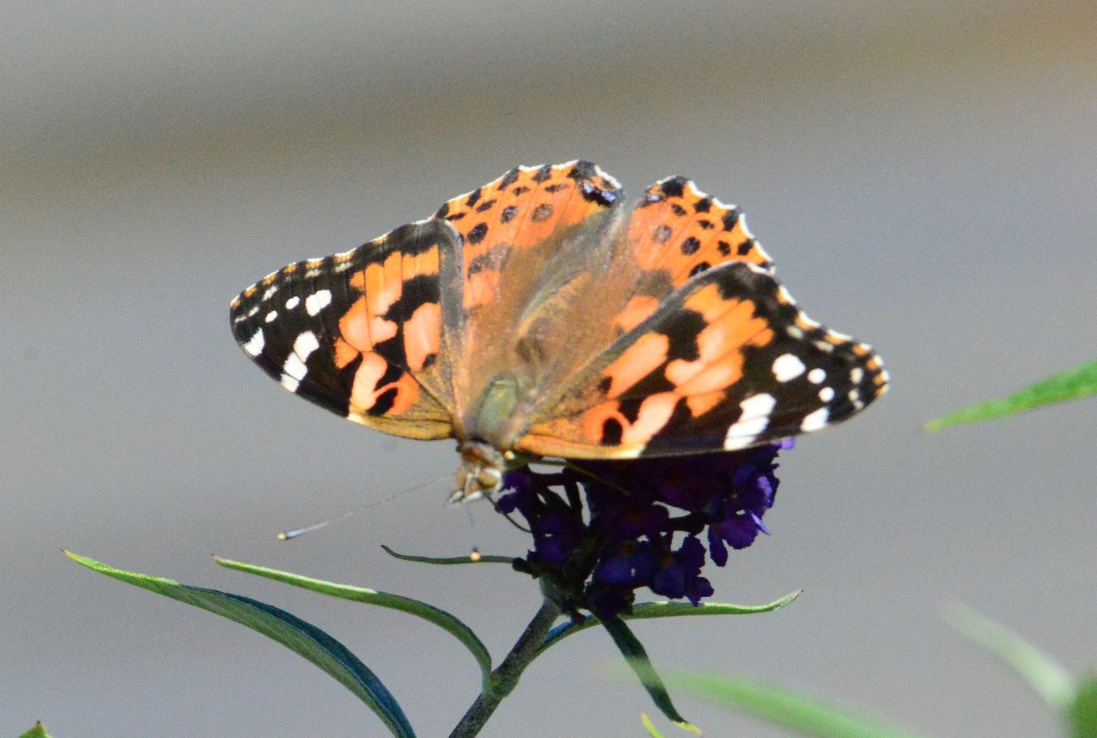 Recent sightings | NABA Butterfly Sightings
