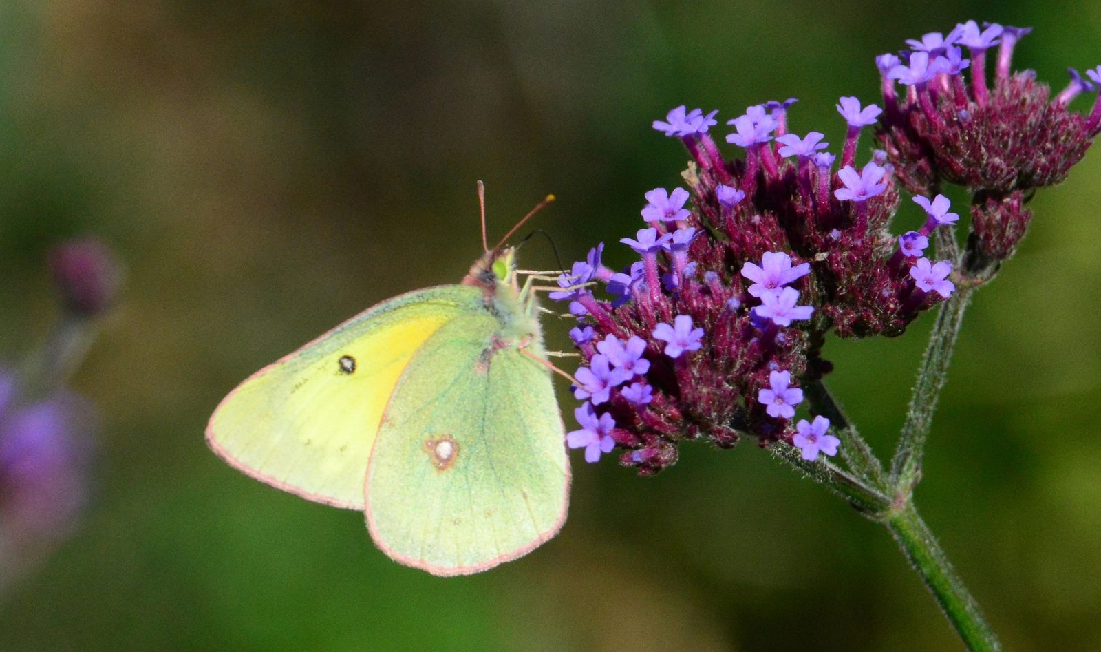 Recent sightings | NABA Butterfly Sightings