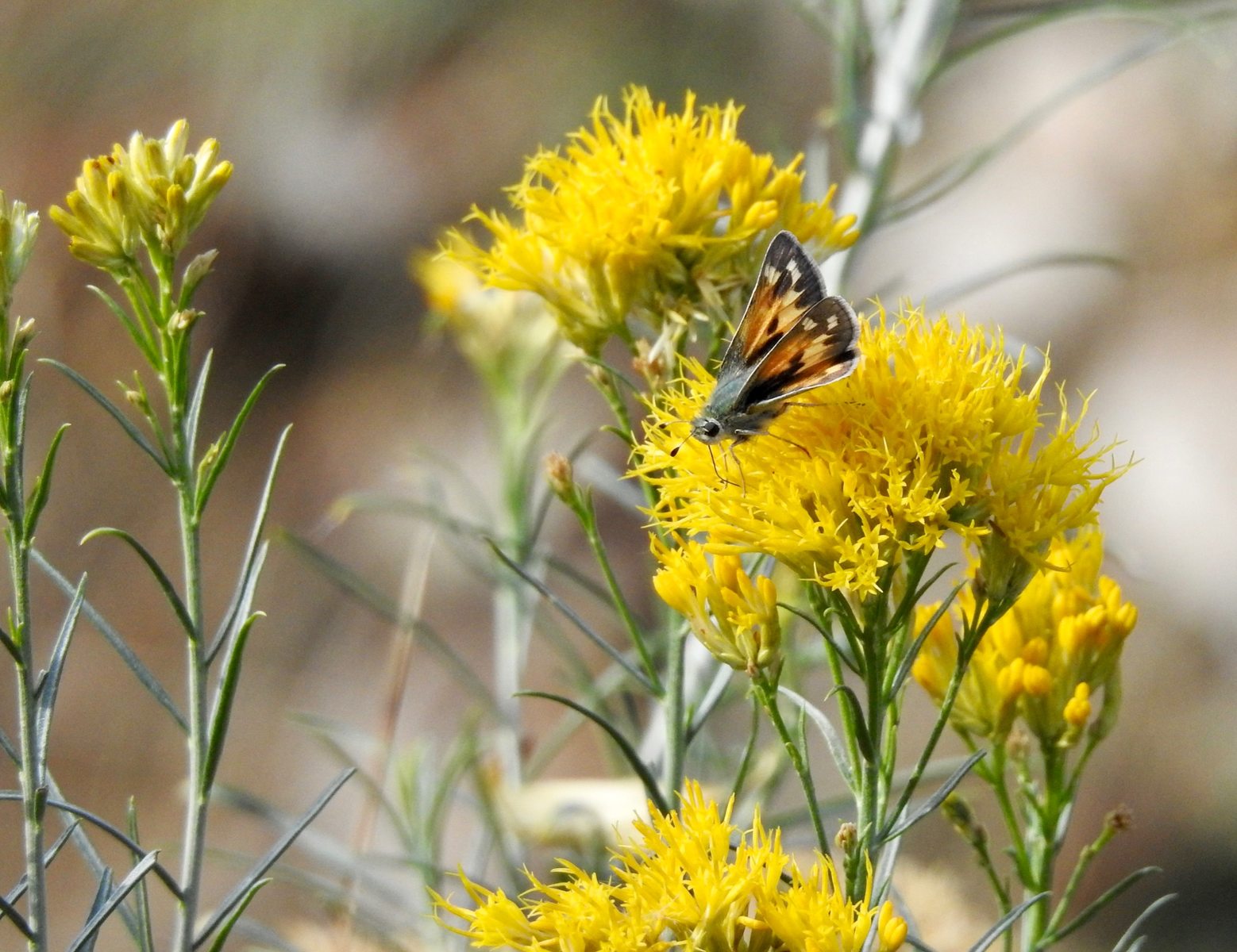 Recent sightings | NABA Butterfly Sightings