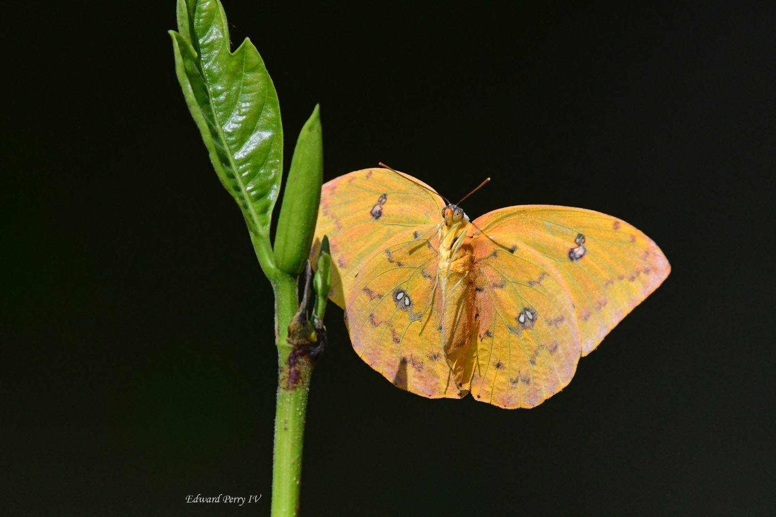Recent sightings | NABA Butterfly Sightings