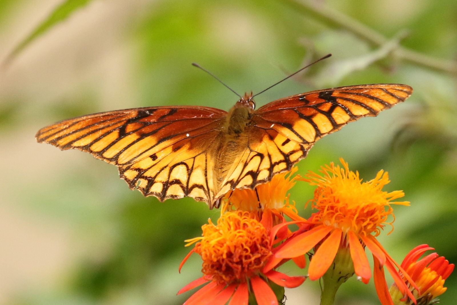 Recent sightings | NABA Butterfly Sightings