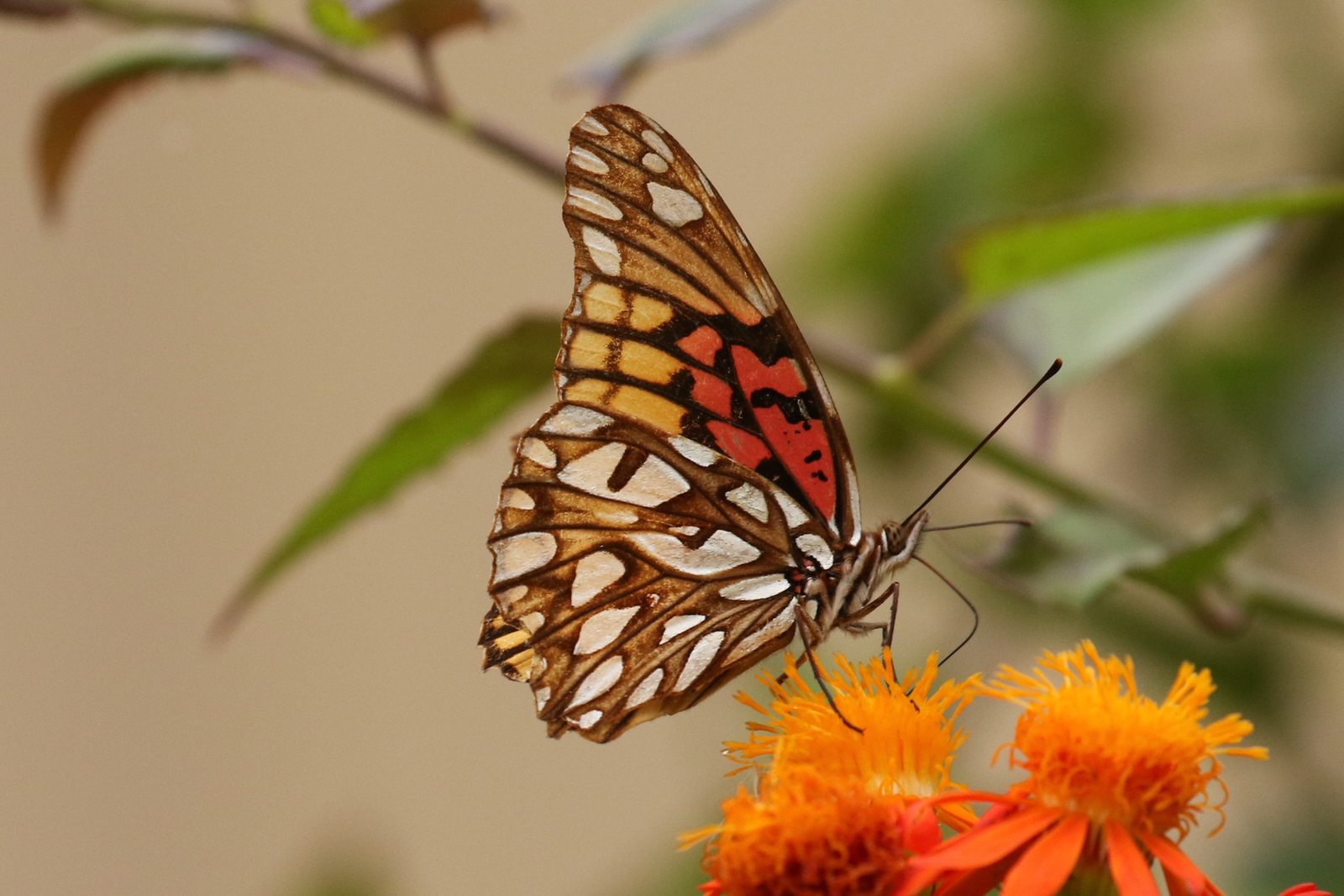 Recent sightings | NABA Butterfly Sightings