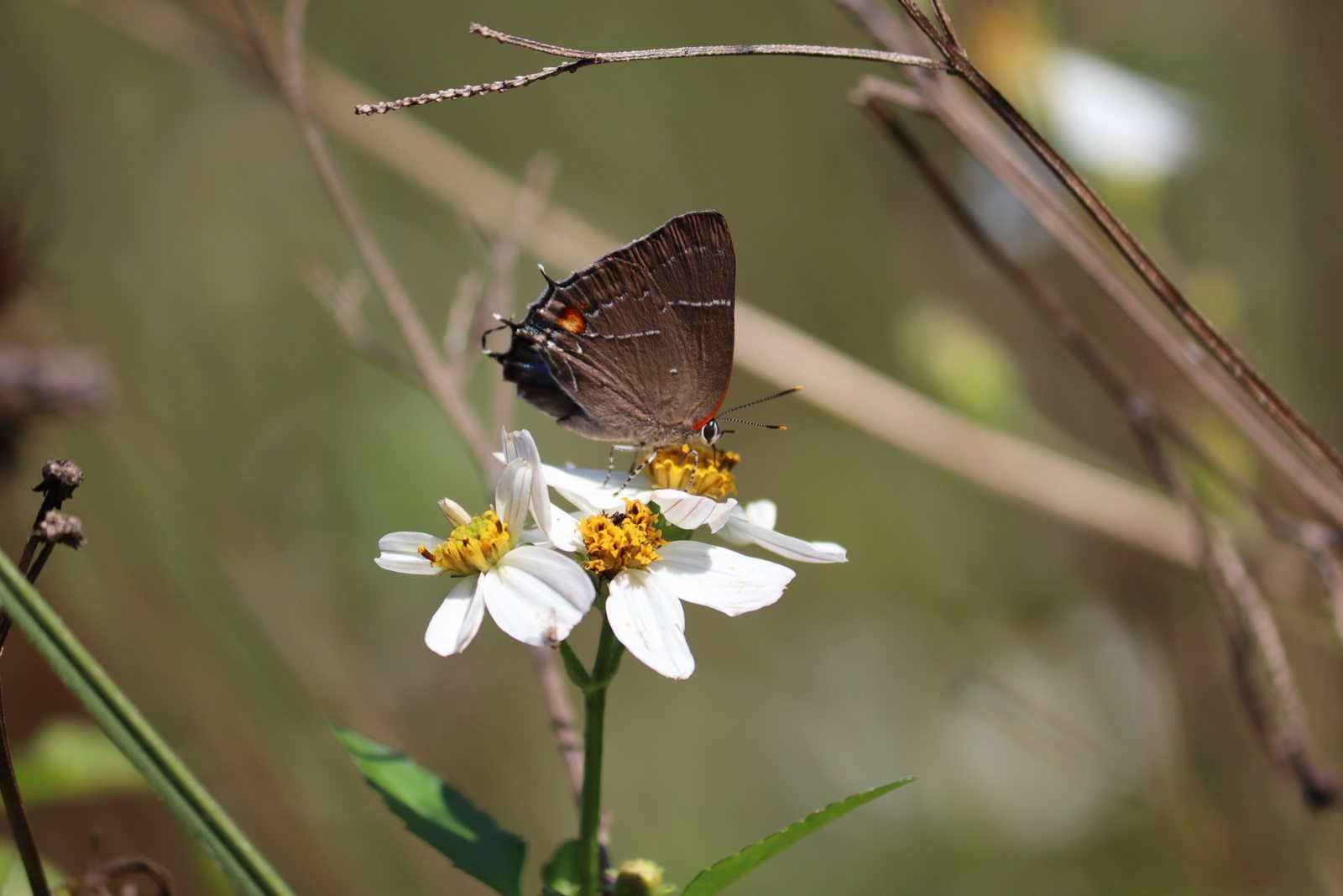 Recent sightings | NABA Butterfly Sightings