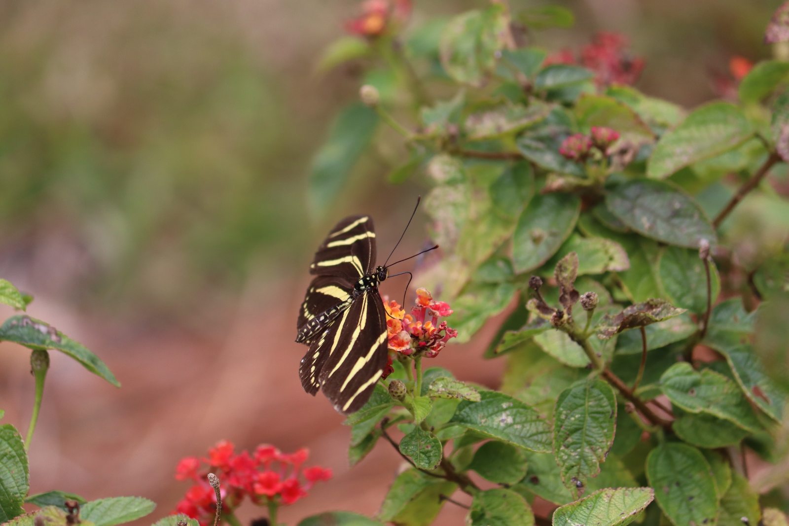 Recent sightings | NABA Butterfly Sightings
