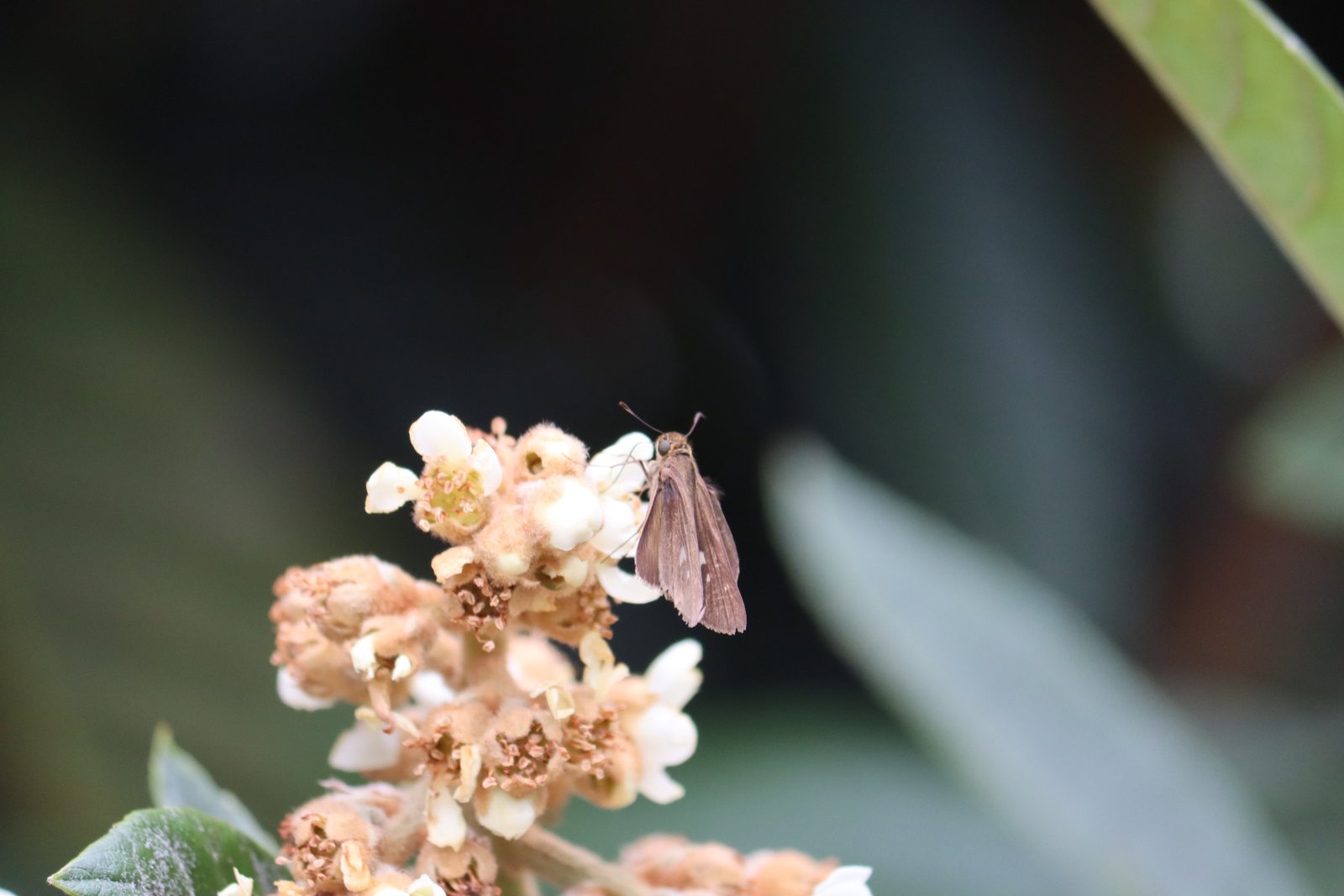 Recent sightings | NABA Butterfly Sightings