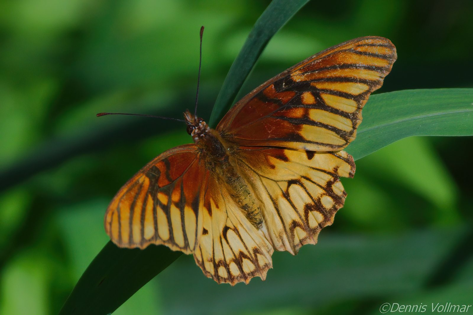 Recent sightings | NABA Butterfly Sightings