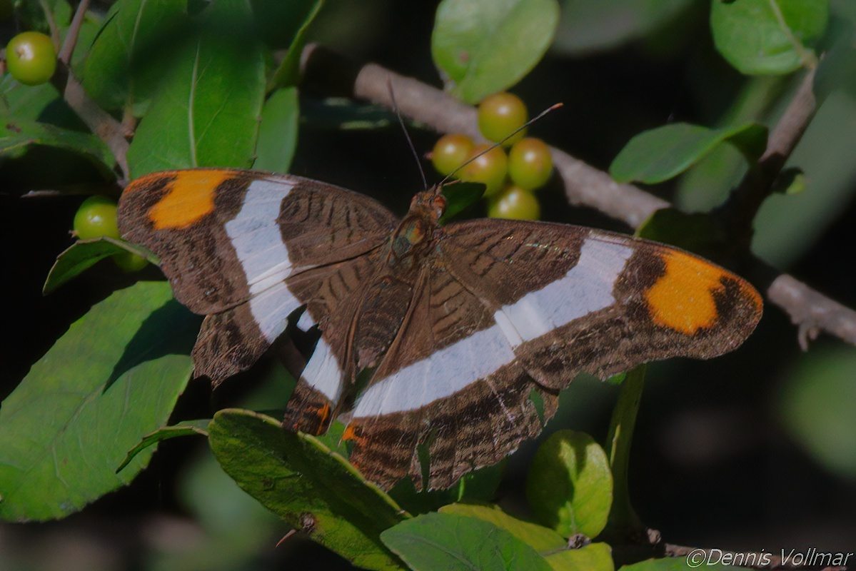 Recent sightings | NABA Butterfly Sightings