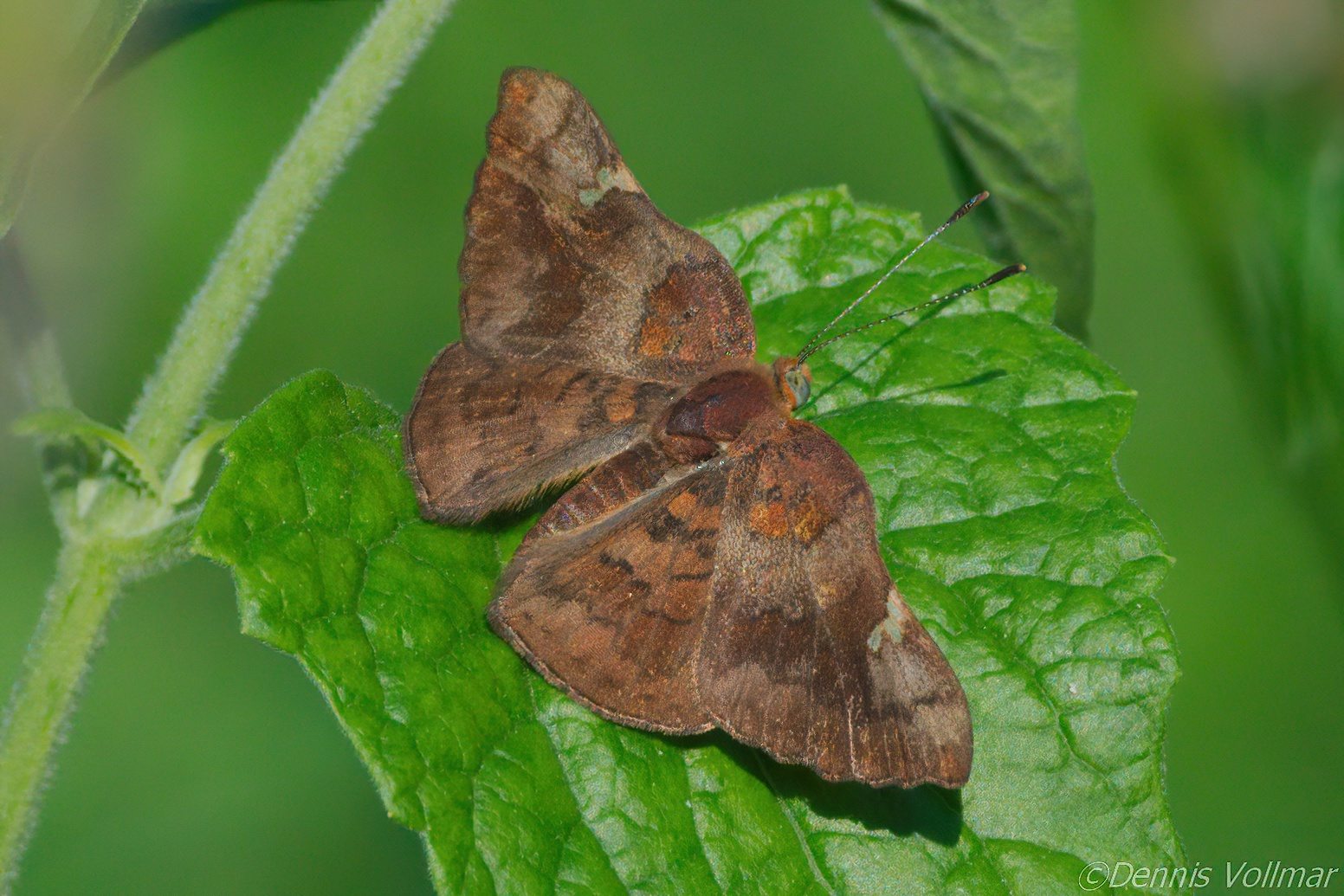 Recent sightings | NABA Butterfly Sightings