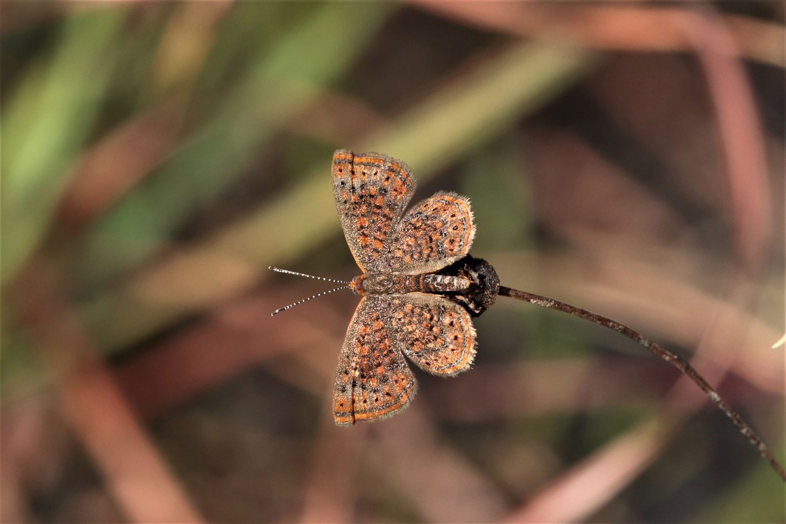 Recent sightings | NABA Butterfly Sightings