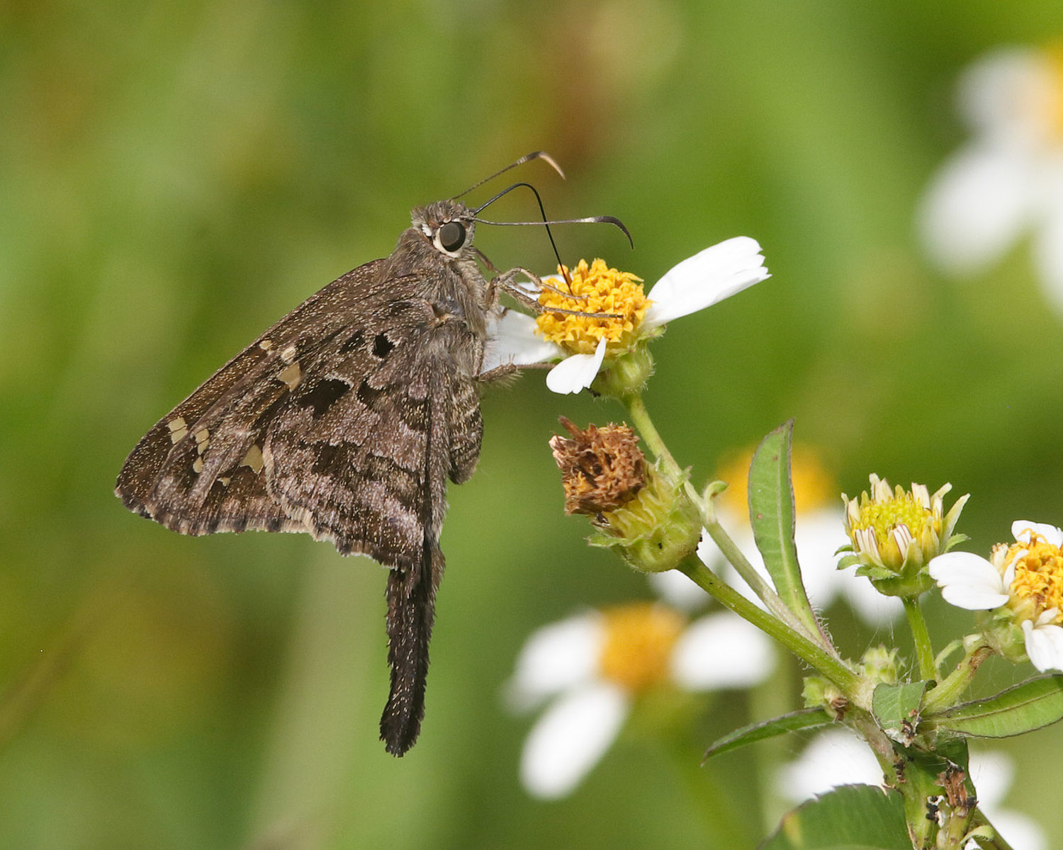 Recent sightings | NABA Butterfly Sightings