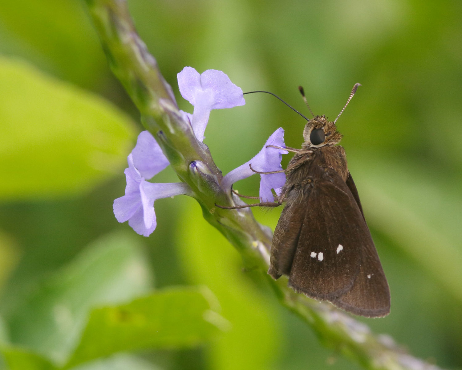 Recent sightings | NABA Butterfly Sightings