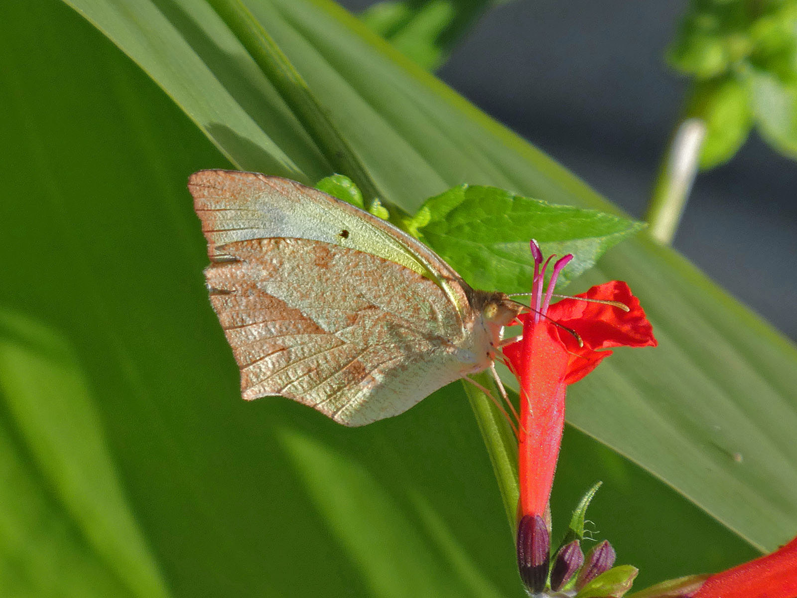 Recent sightings | NABA Butterfly Sightings