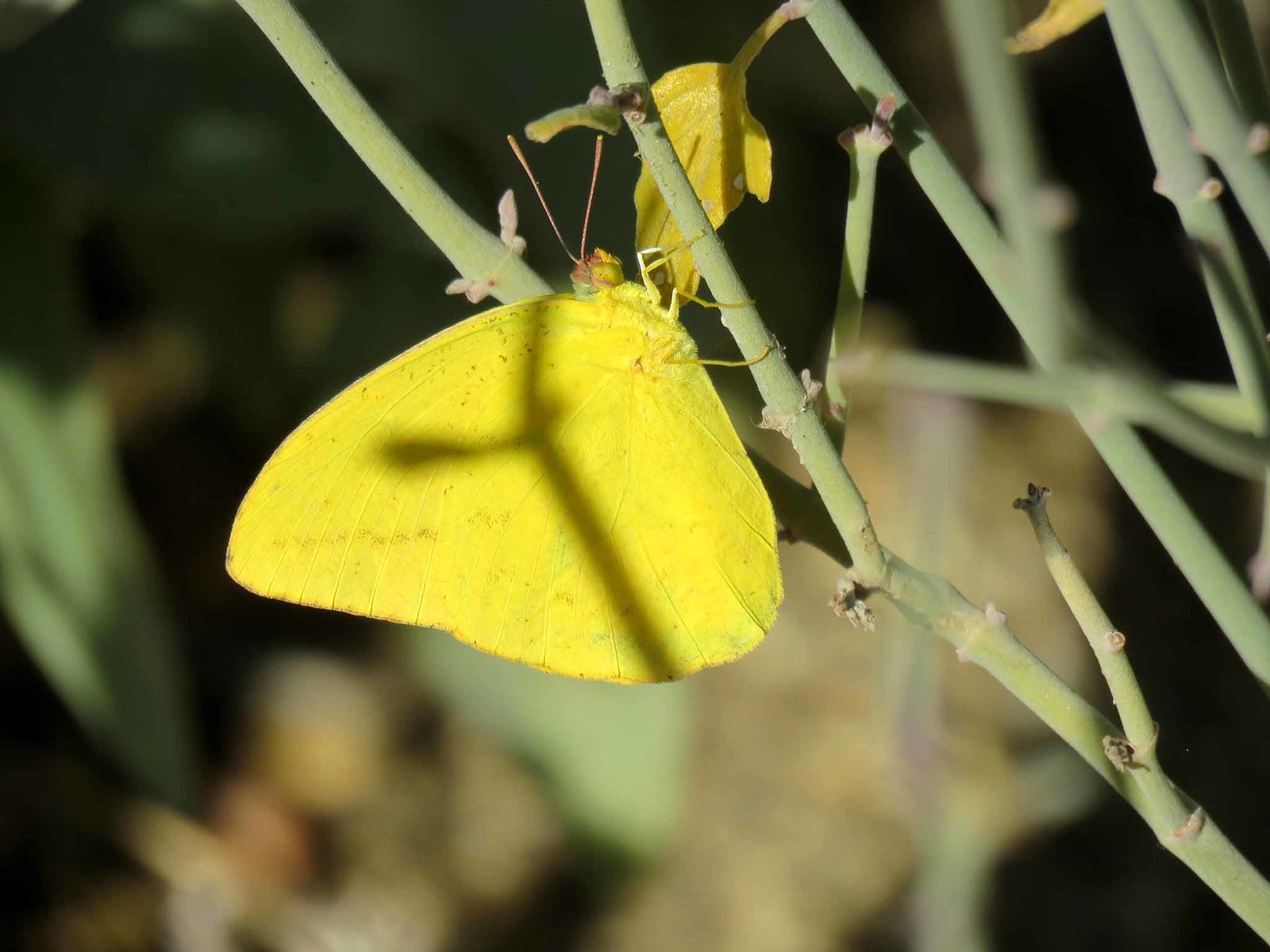 Recent sightings | NABA Butterfly Sightings