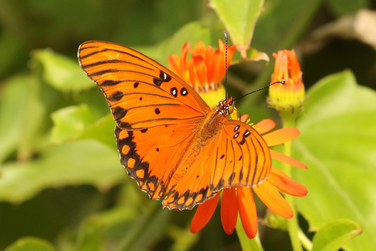 Recent sightings | NABA Butterfly Sightings